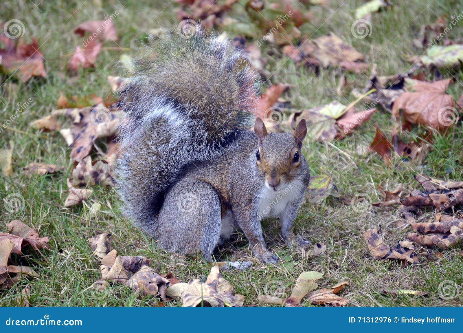 Squirrel in autumn stock photo. Image of grass, leaves - 71312976