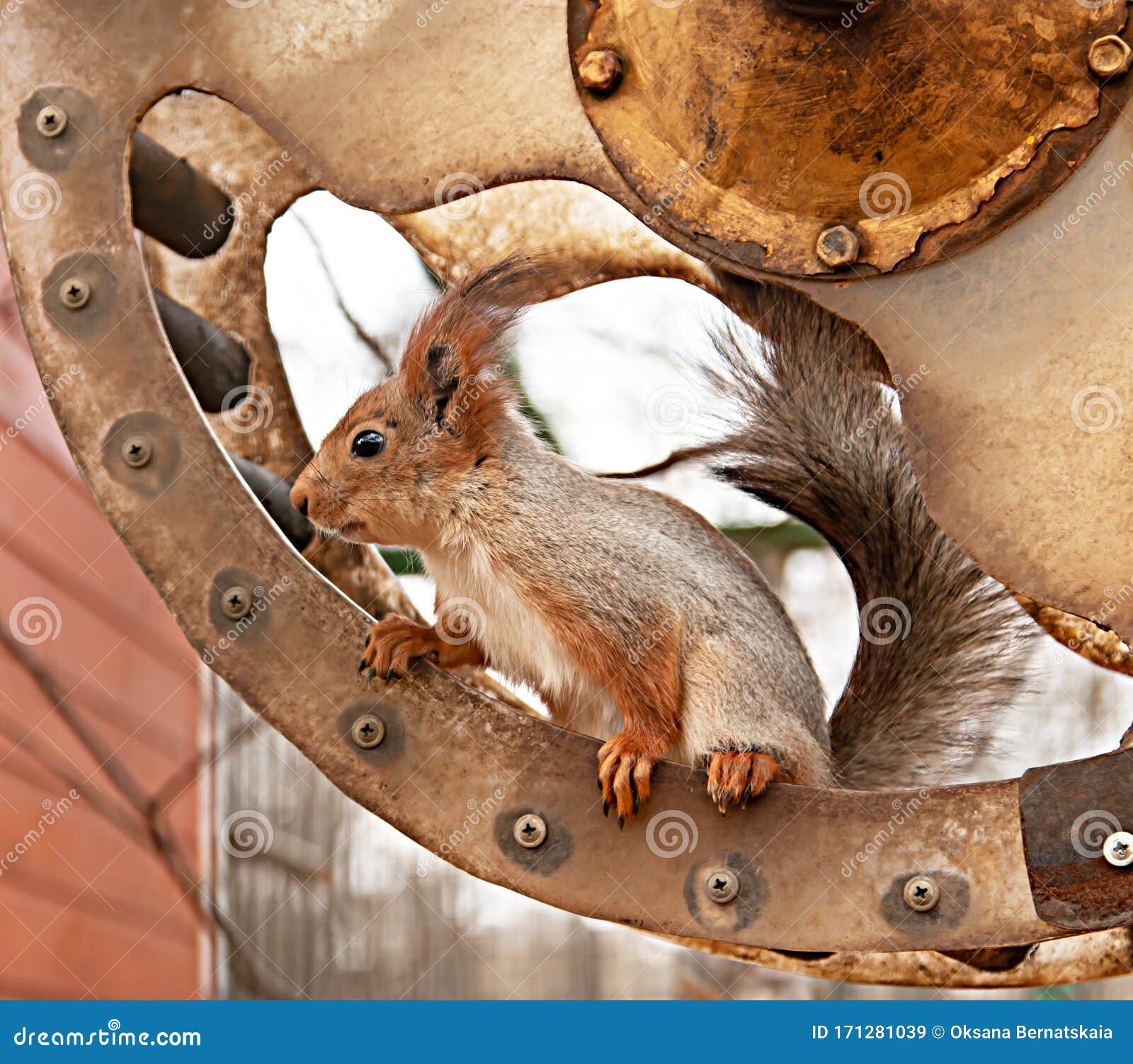 Squirrel in a park wheel stock image. Image of tree - 171281039