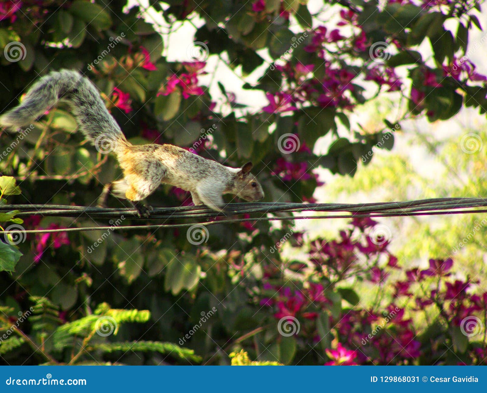 Squirrel Passing by Over Some Cables Stock Image - Image of squireel ...