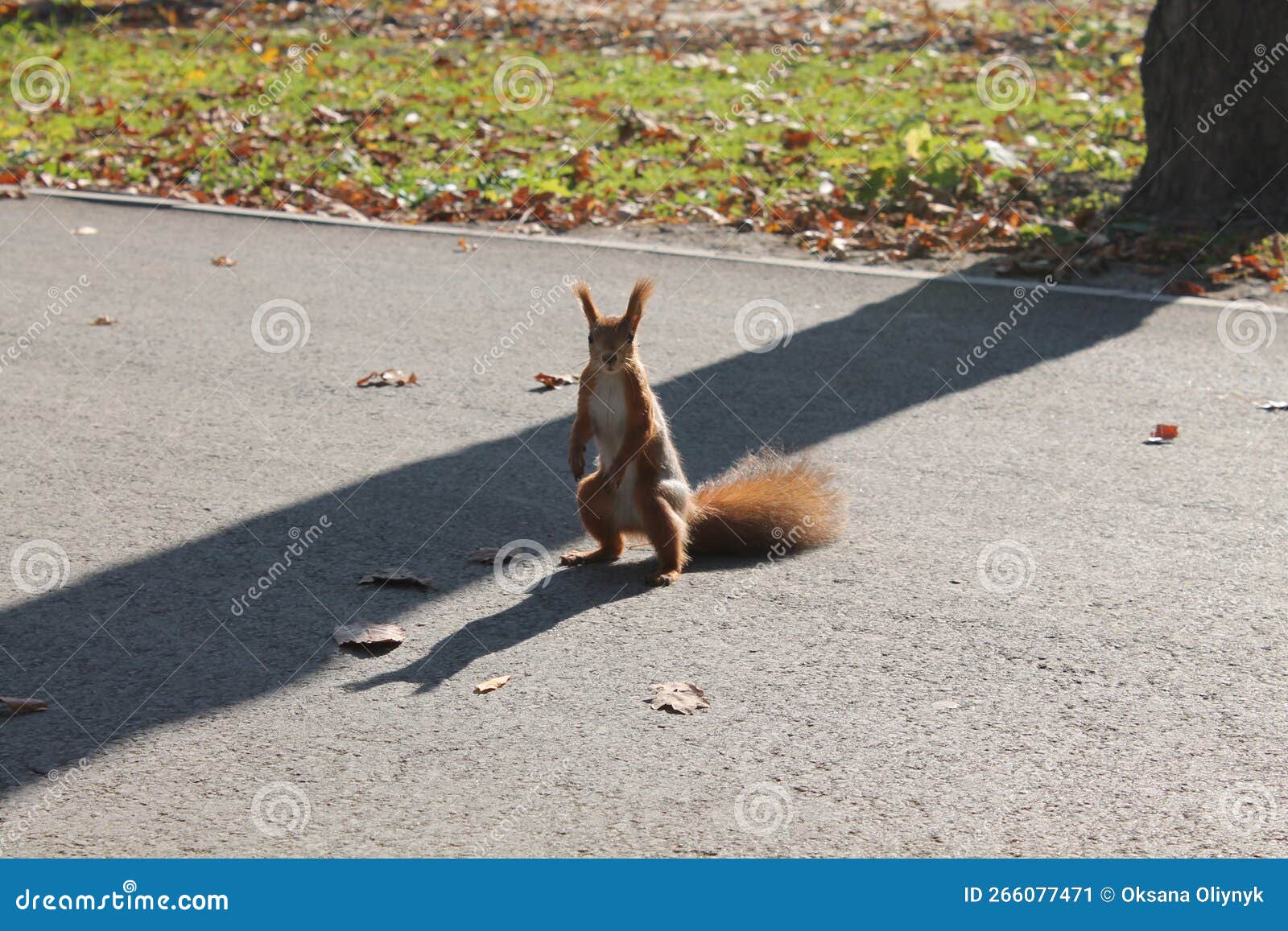 Squirrel on a Path in the Park Has Spread Its Tail and is Looking into ...