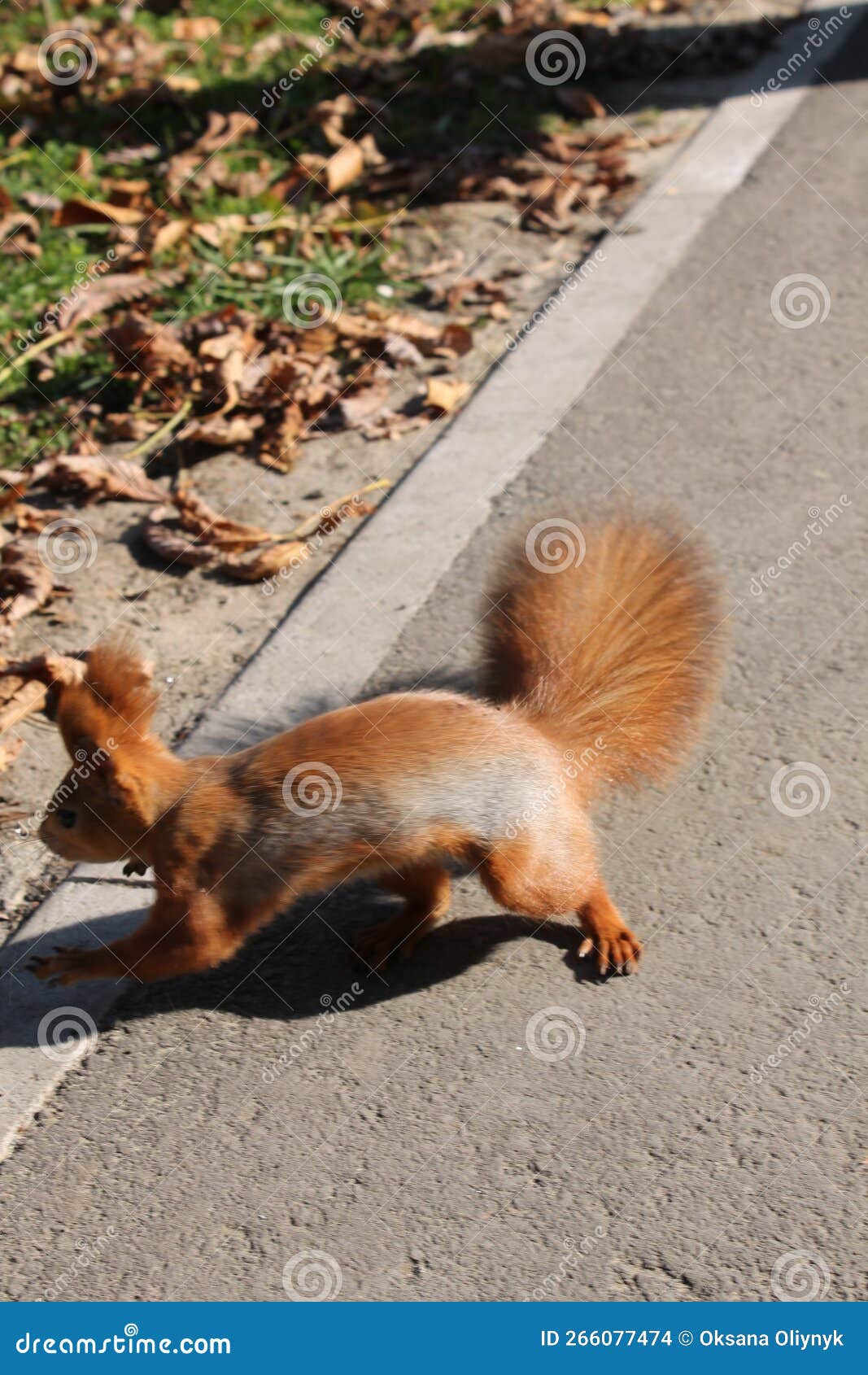Squirrel on a Path in the Park Has Spread Its Tail and is Looking into ...