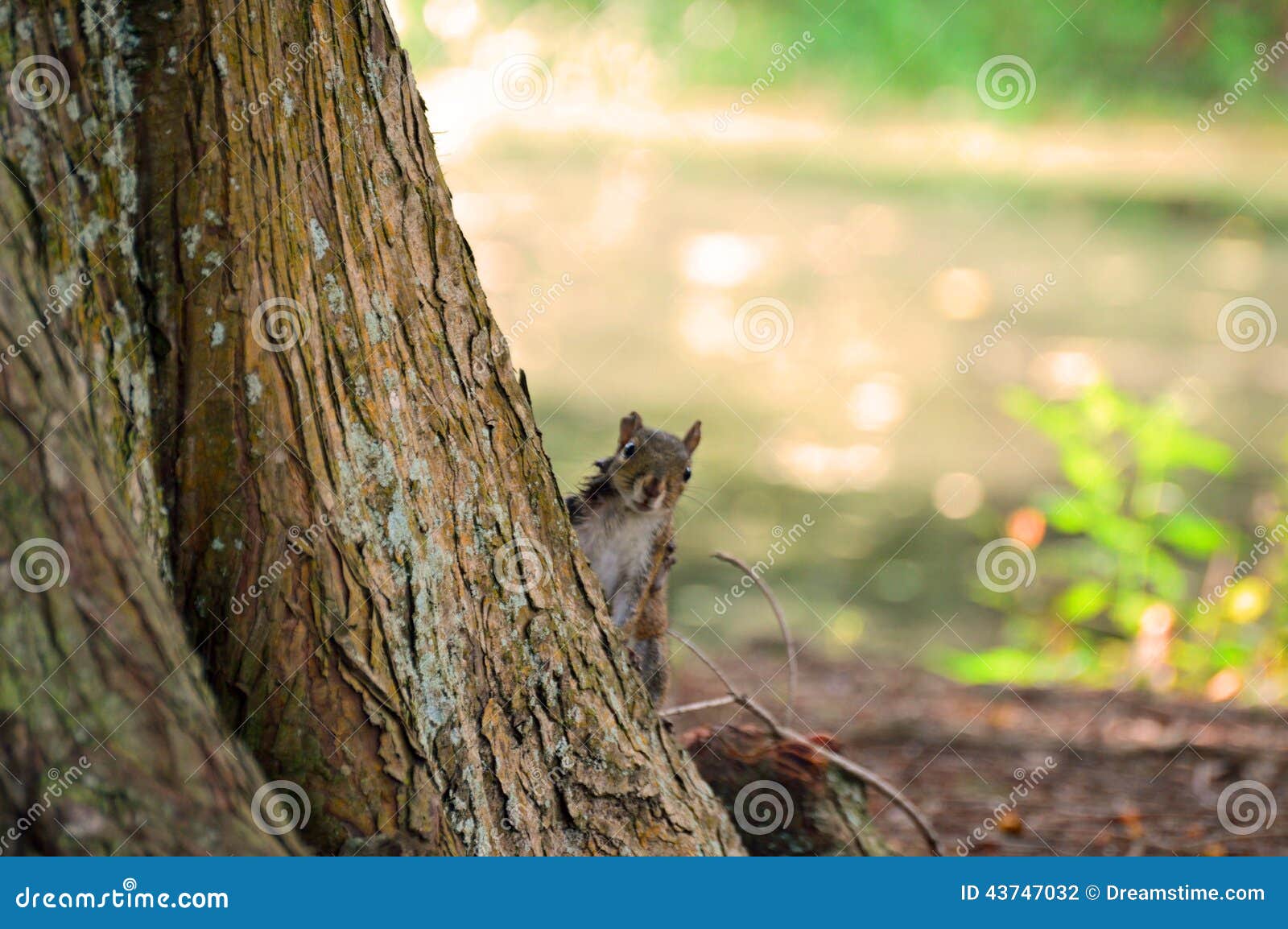 Squirrel Peaking Behind Tree Stock Photo - Image of animal, squirrel ...