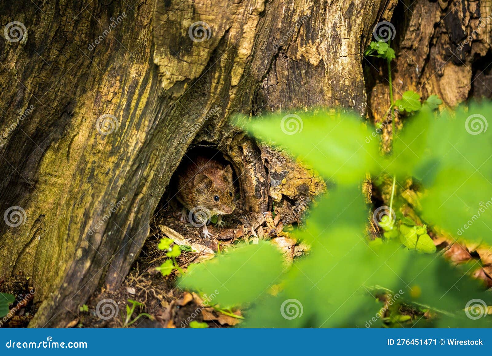 A Squirrel is Peaking Out from a Hole in the Tree Stock Image - Image ...