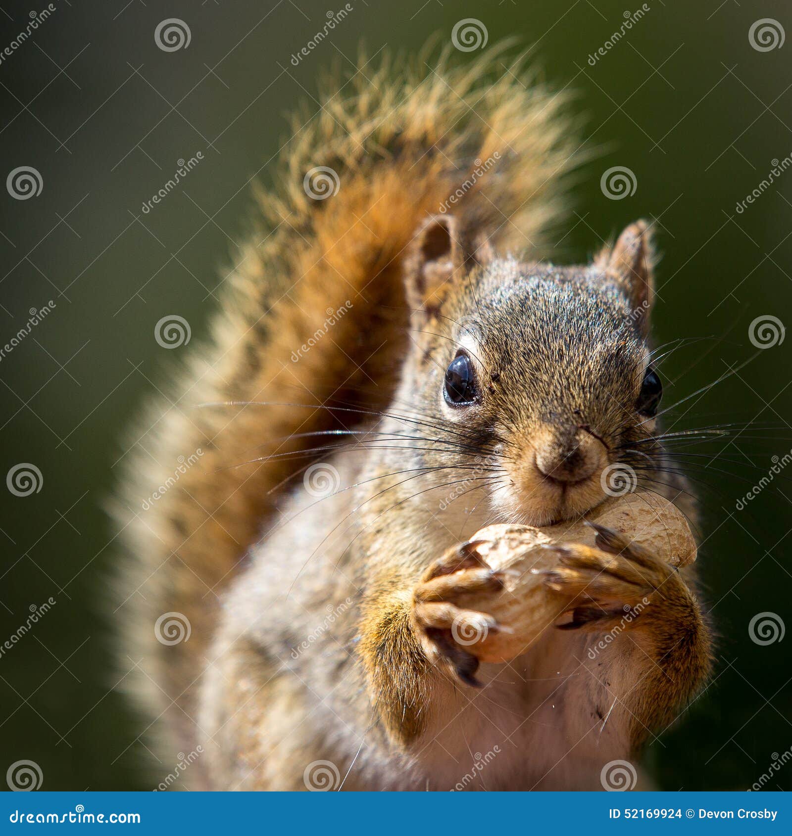Squirrel and peanut stock photo. Image of wild, canada - 52169924