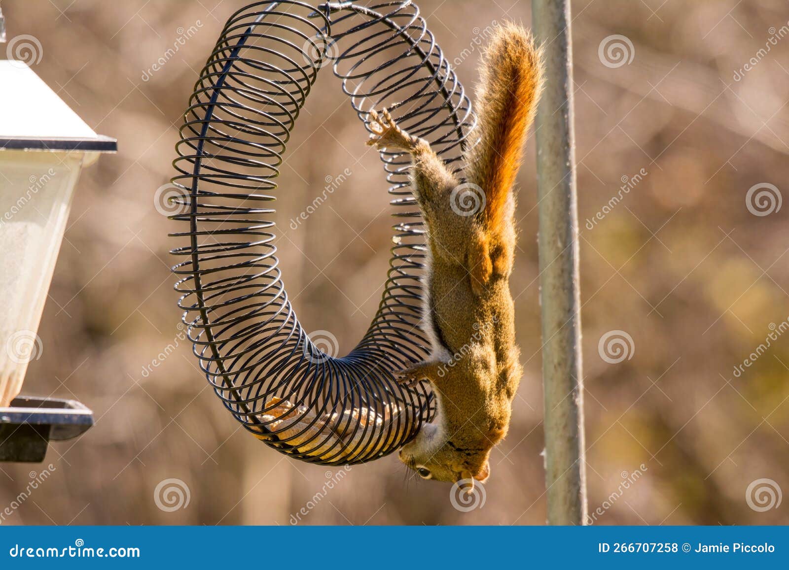 Squirrel on Peanut Wreath Getting a Nut Stock Photo - Image of wreath ...