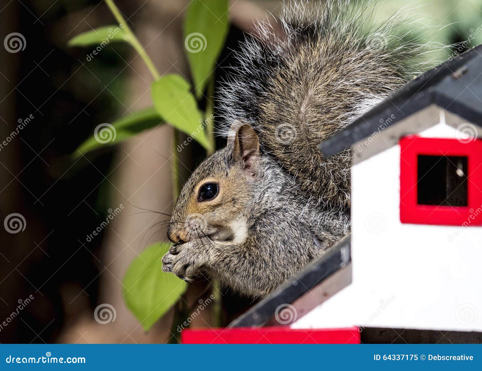 Squirrel with peanuts stock image. Image of portrait - 64337175