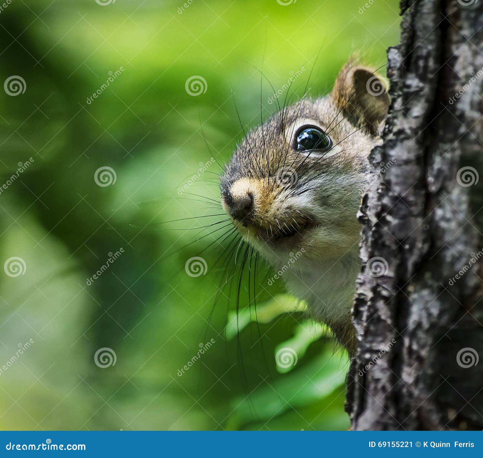 Squirrel Peeking Around Tree Stock Image - Image of forest, insect ...