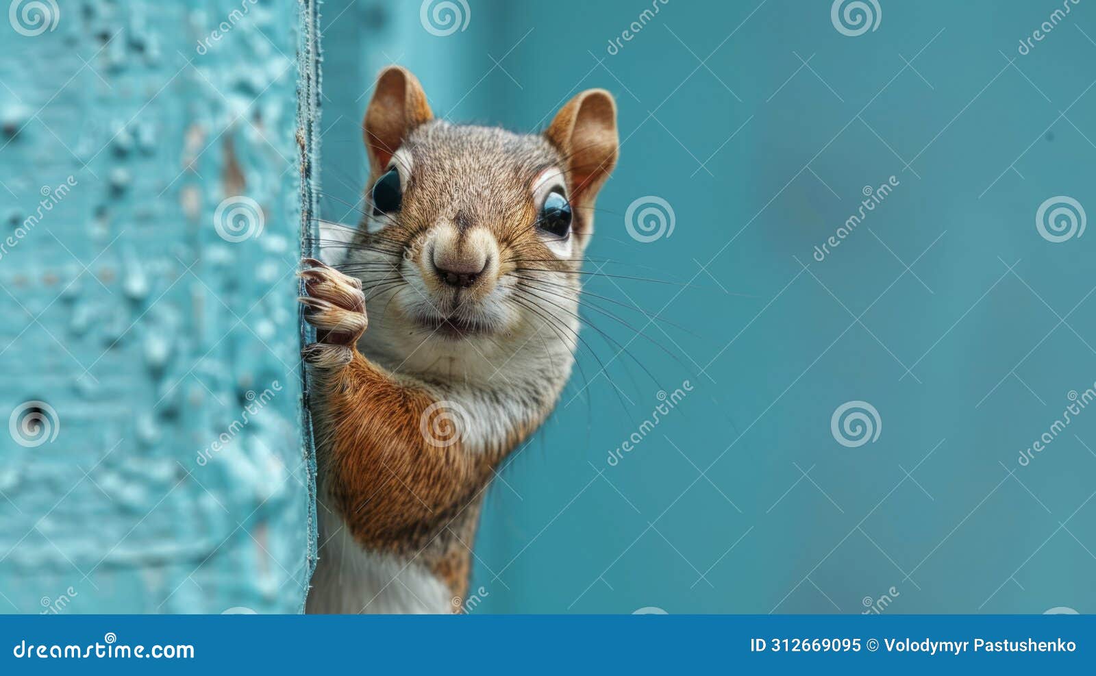 A Squirrel Peeking Out from Behind a Blue Wall Stock Image - Image of ...