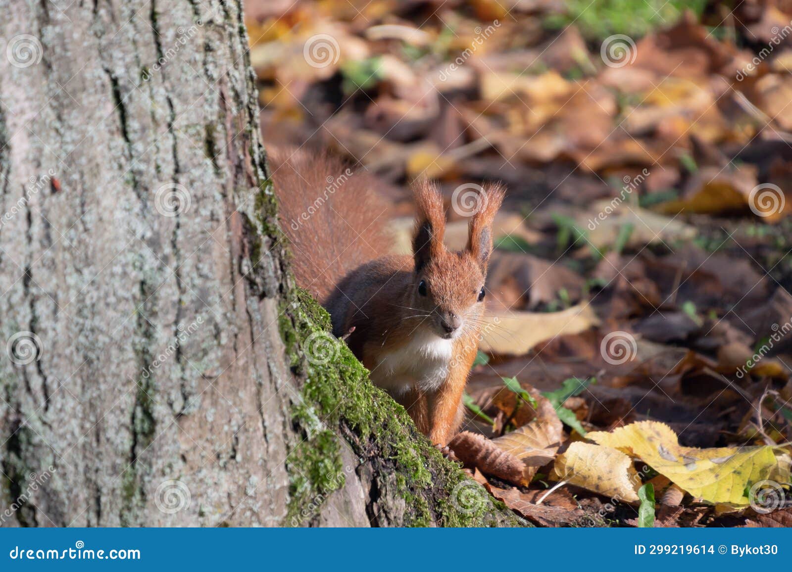 The Red Squirrel Peeks Out From Behind A Tree Stock Image ...