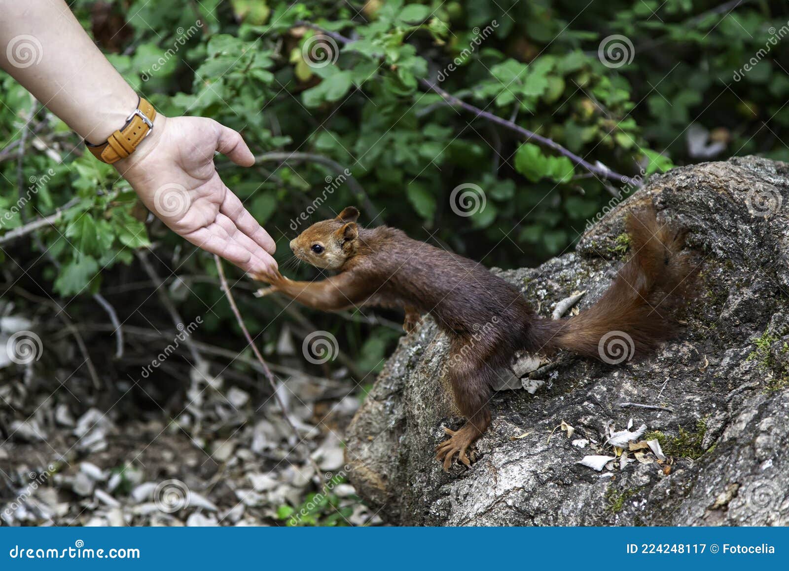 Squirrel with people stock image. Image of freedom, forest - 224248117