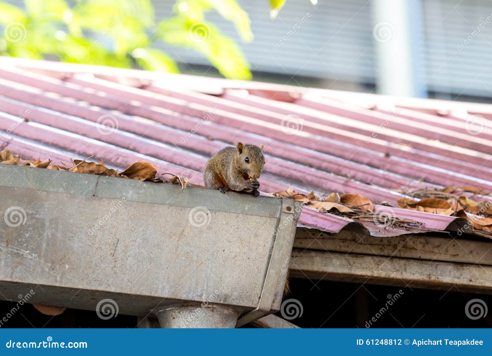 Squirrel Perched on the Gutter Stock Photo - Image of furry ...