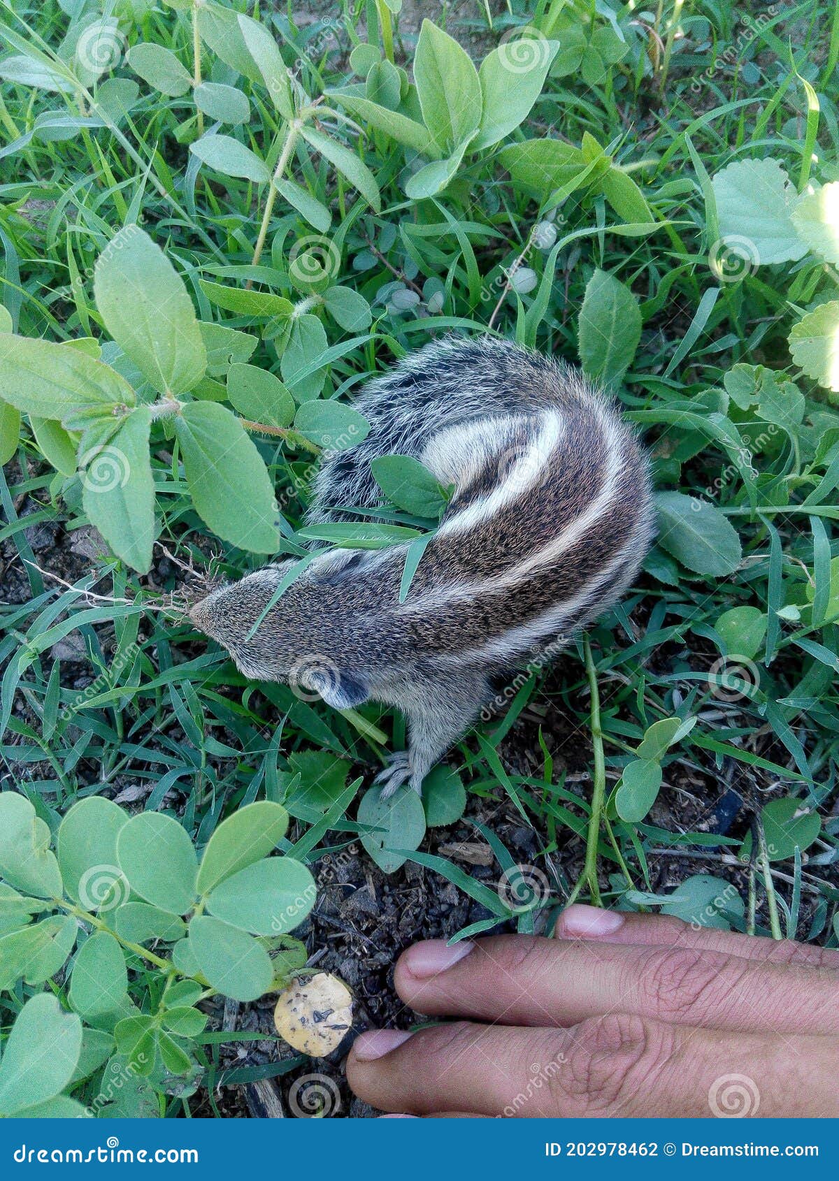 Squirrel Photo in the Grass Stock Photo - Image of squrril, jungle ...