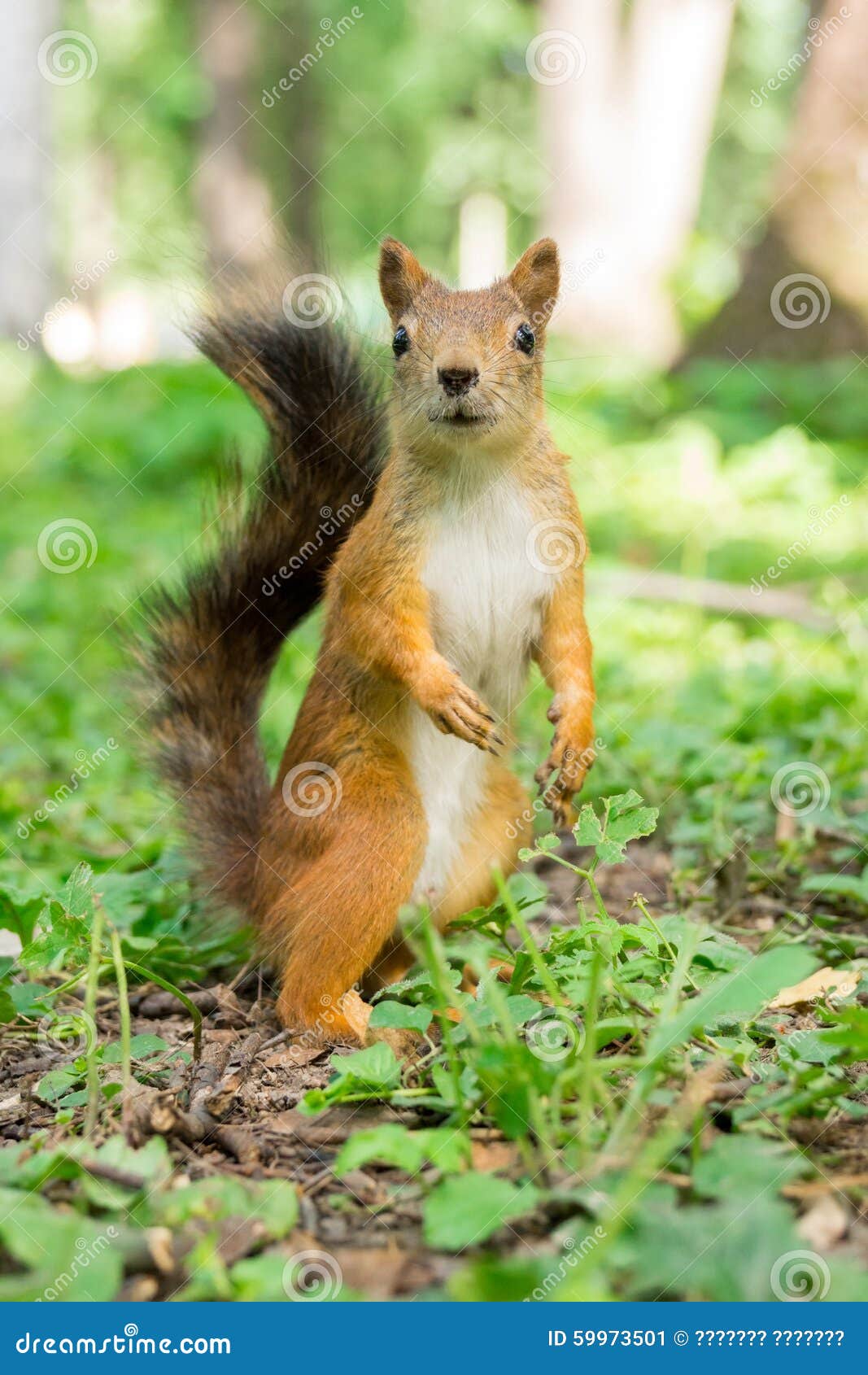 Squirrel stock image. Image of shows, rodent, nuts, nature - 59973501