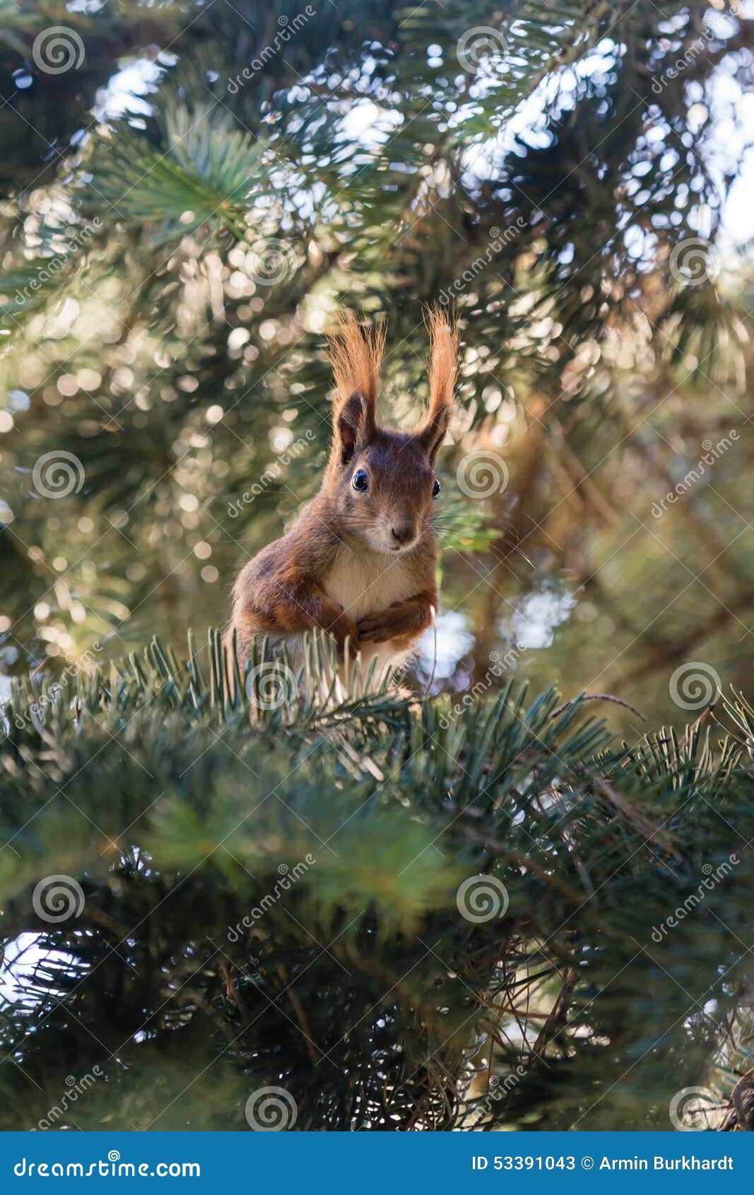 Squirrel in a pine stock image. Image of animal, hair - 53391043