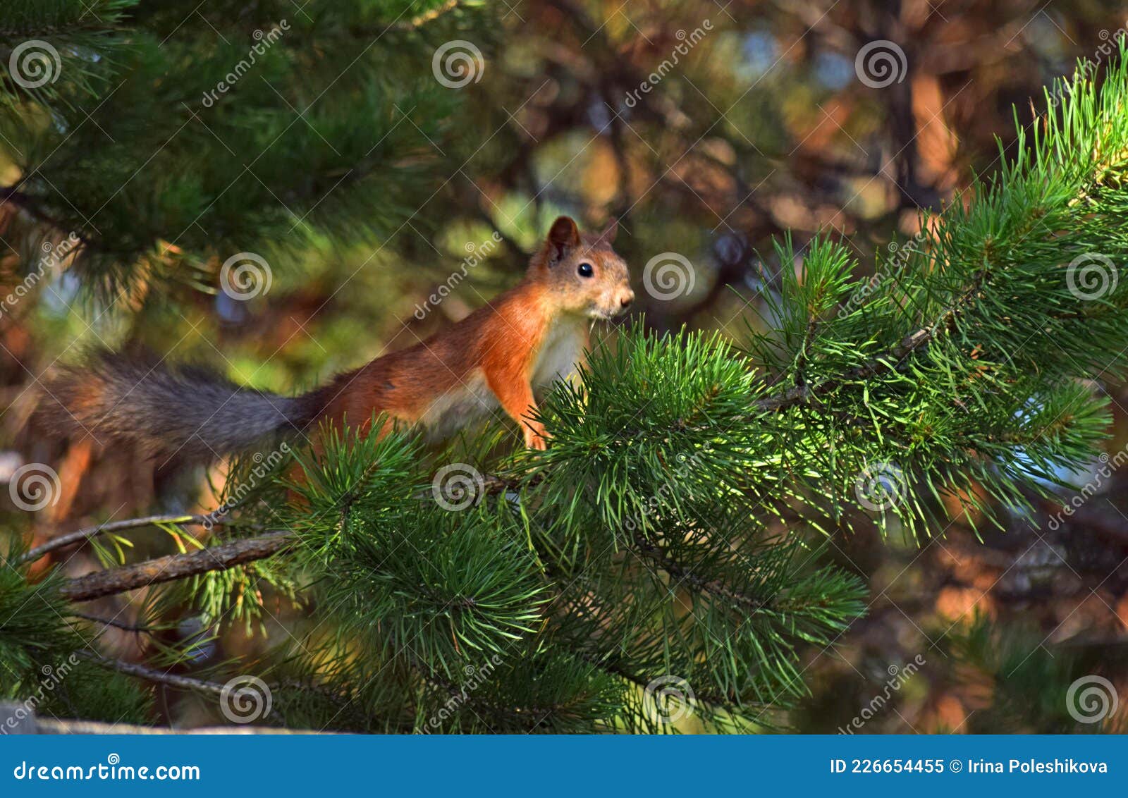 Squirrel on a Pine Tree in Autumn Forest Stock Image - Image of curious ...