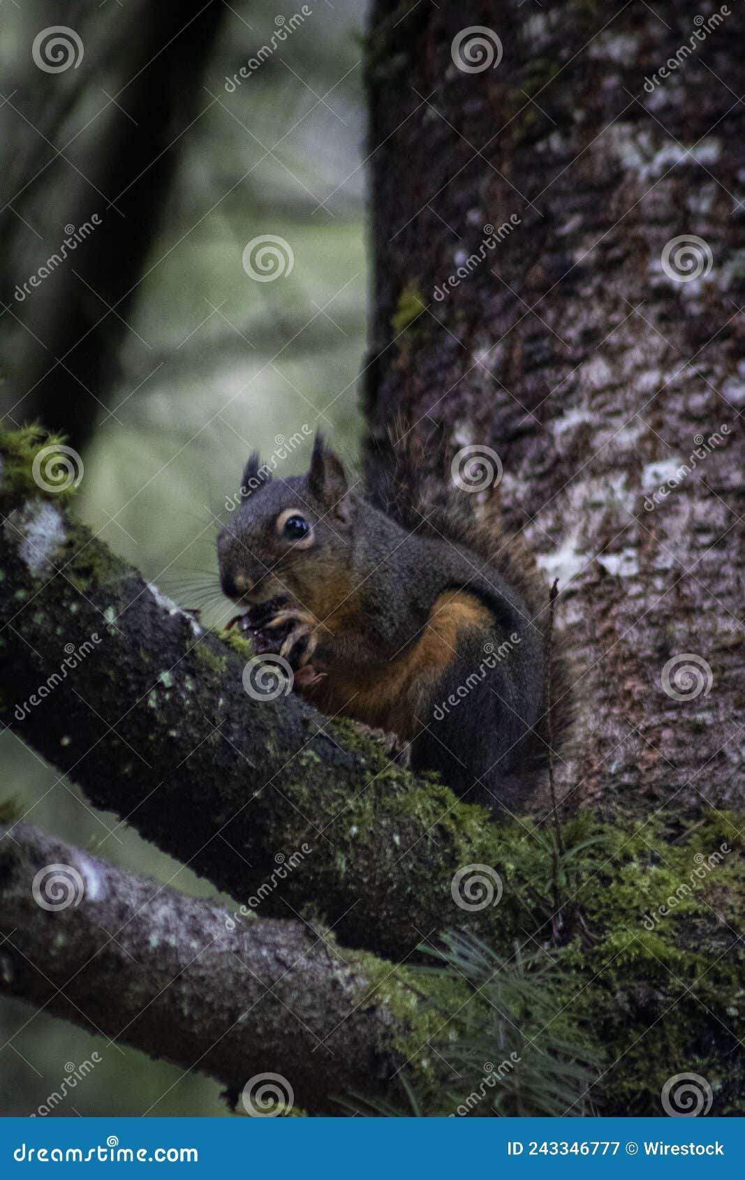 Squirrel in a Pine Tree Eating a Pinecone Stock Image - Image of forest ...
