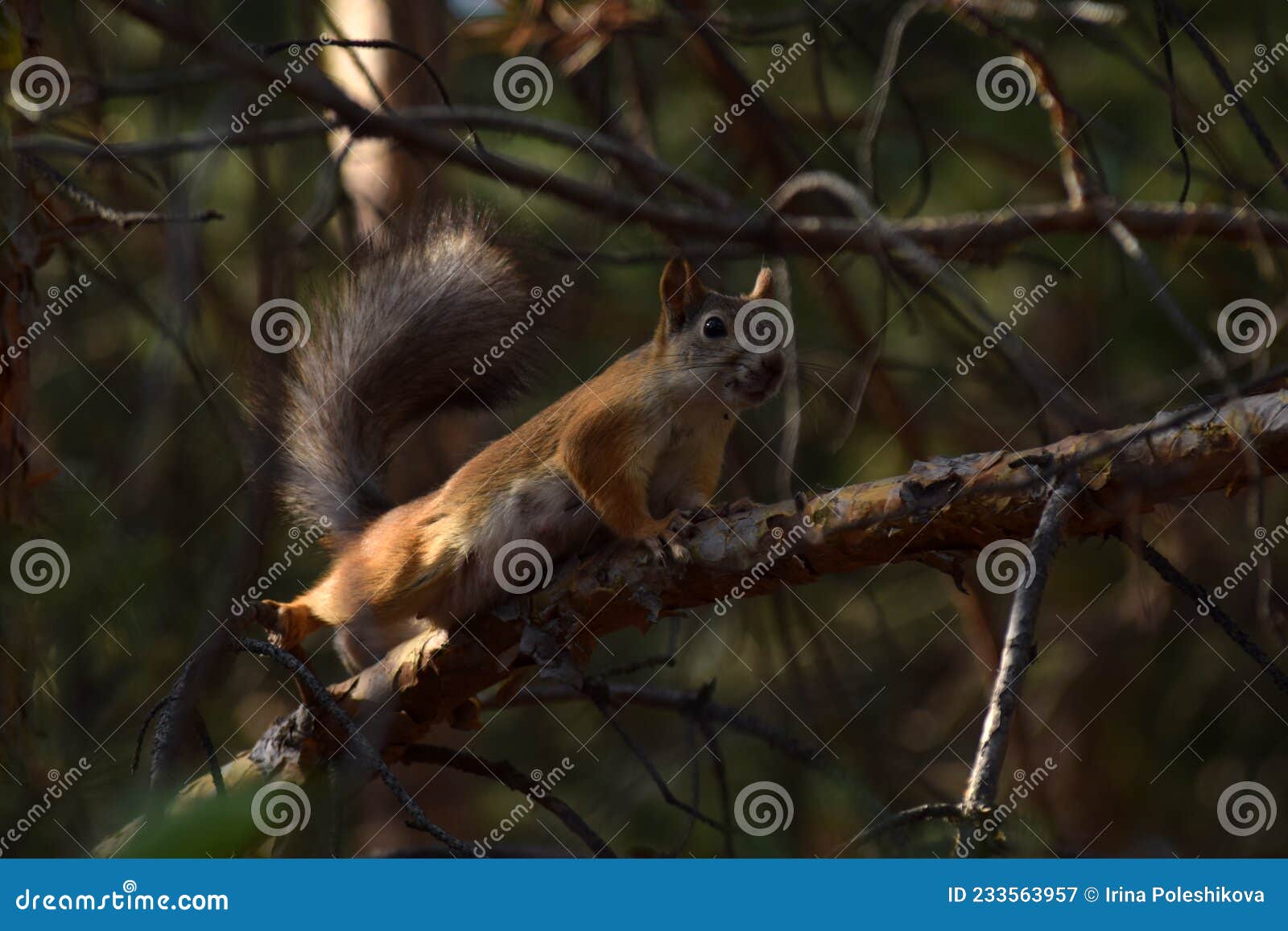 Red Squirrel on a Pine Tree in the Forest Stock Image - Image of wild ...