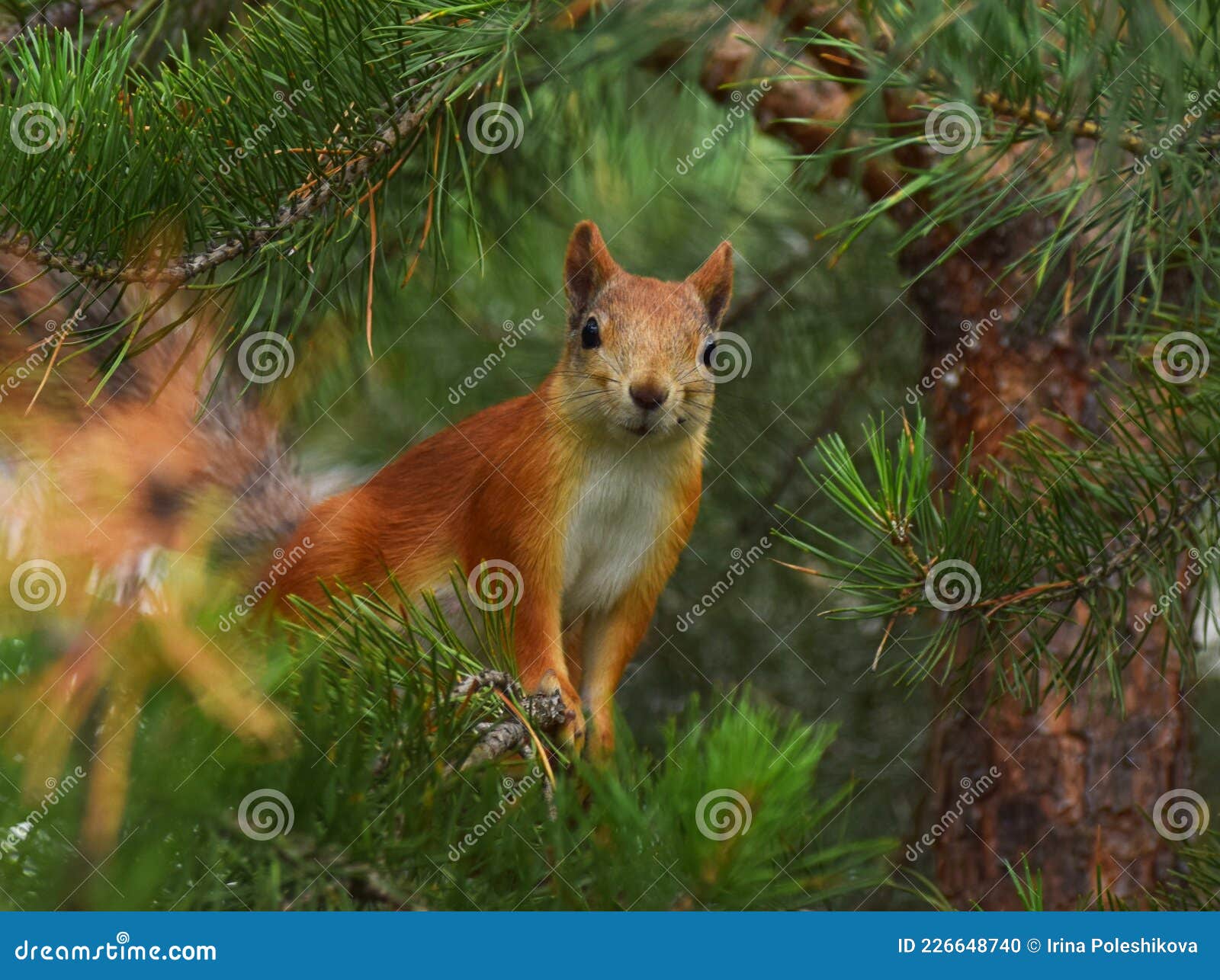 Squirrel on a Pine Tree in the Forest Stock Photo - Image of forest ...