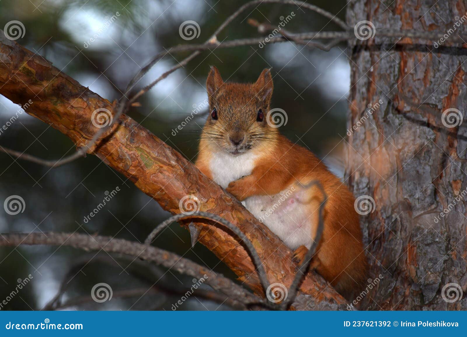 Squirrel on a Pine Tree in the Forest Stock Photo - Image of wildlife ...