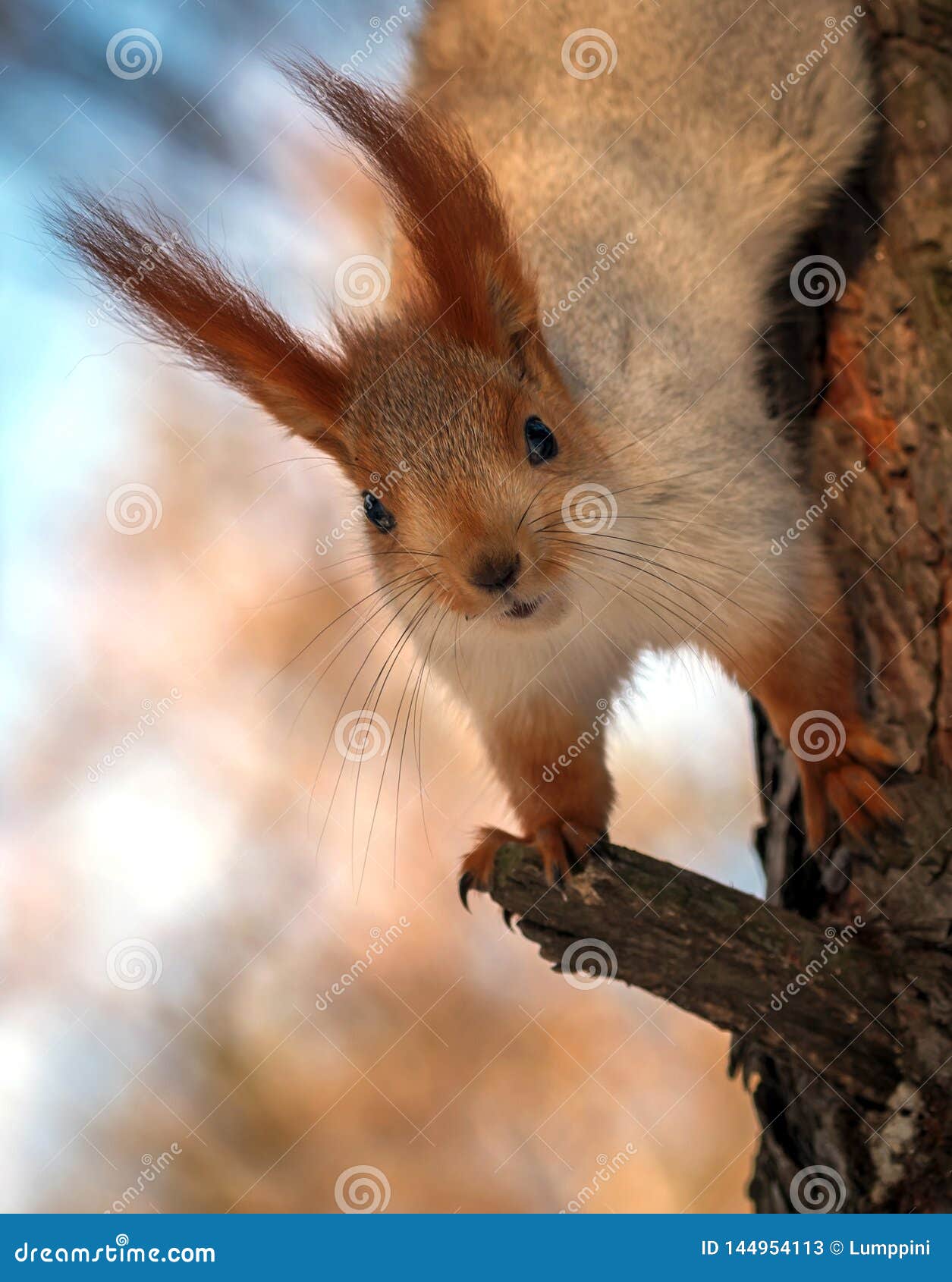 Squirrel on a Pine Tree. Wild Animals Stock Image - Image of wool ...
