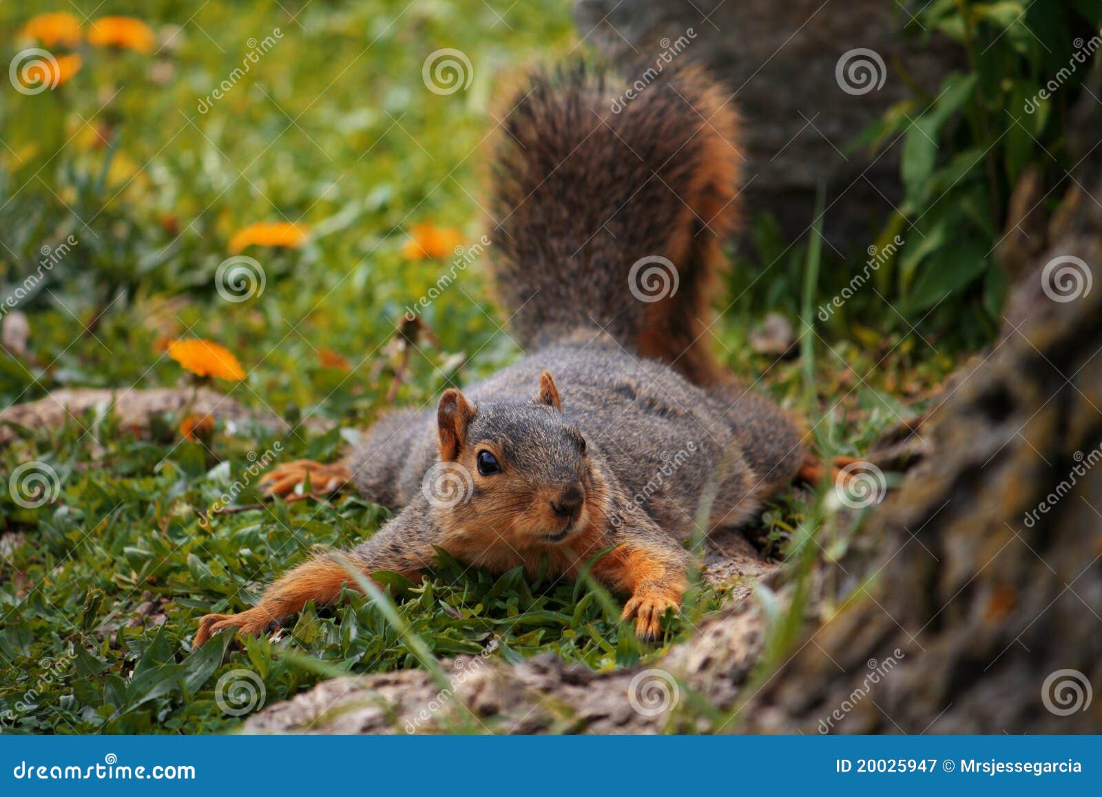 Squirrel Playing stock image. Image of park, friendly - 20025947