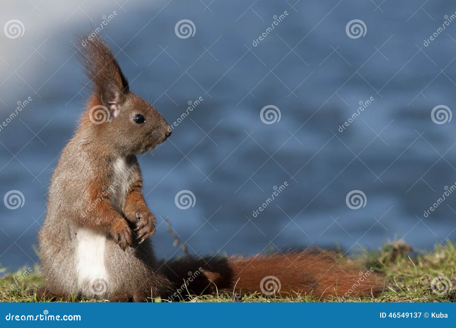 Squirrel stock image. Image of poland, squirrel, mammals - 46549137