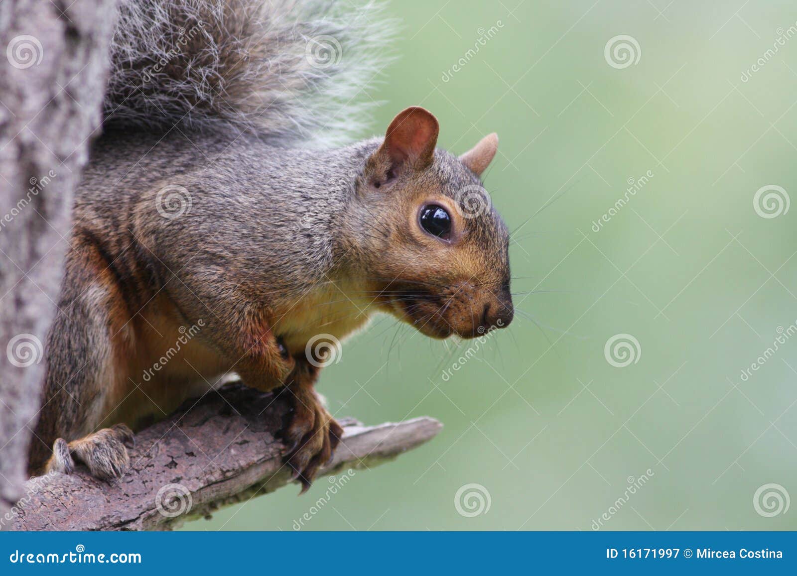 Squirrel portrait stock image. Image of shade, sciurus - 16171997