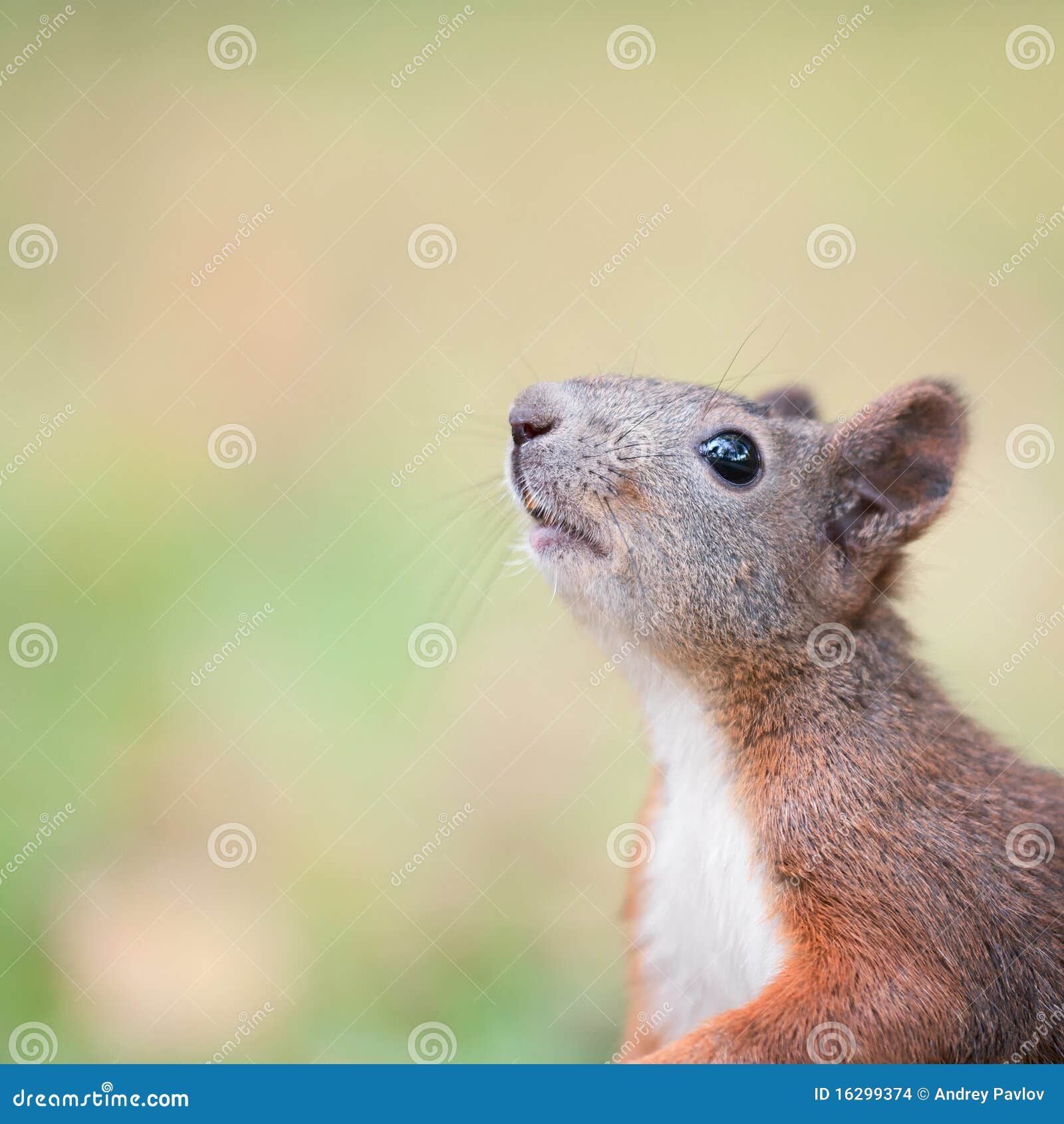 Squirrel portrait stock photo. Image of chipmunk, funny - 16299374
