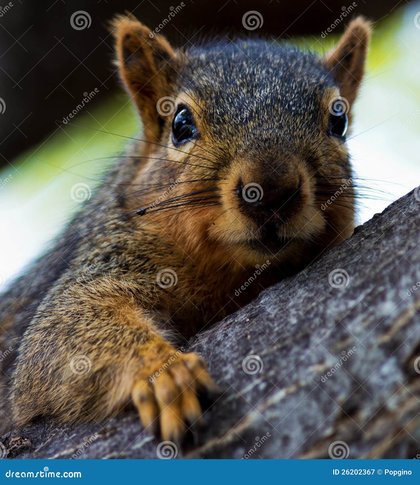 Squirrel Portrait stock image. Image of whiskers, squirrel - 26202367