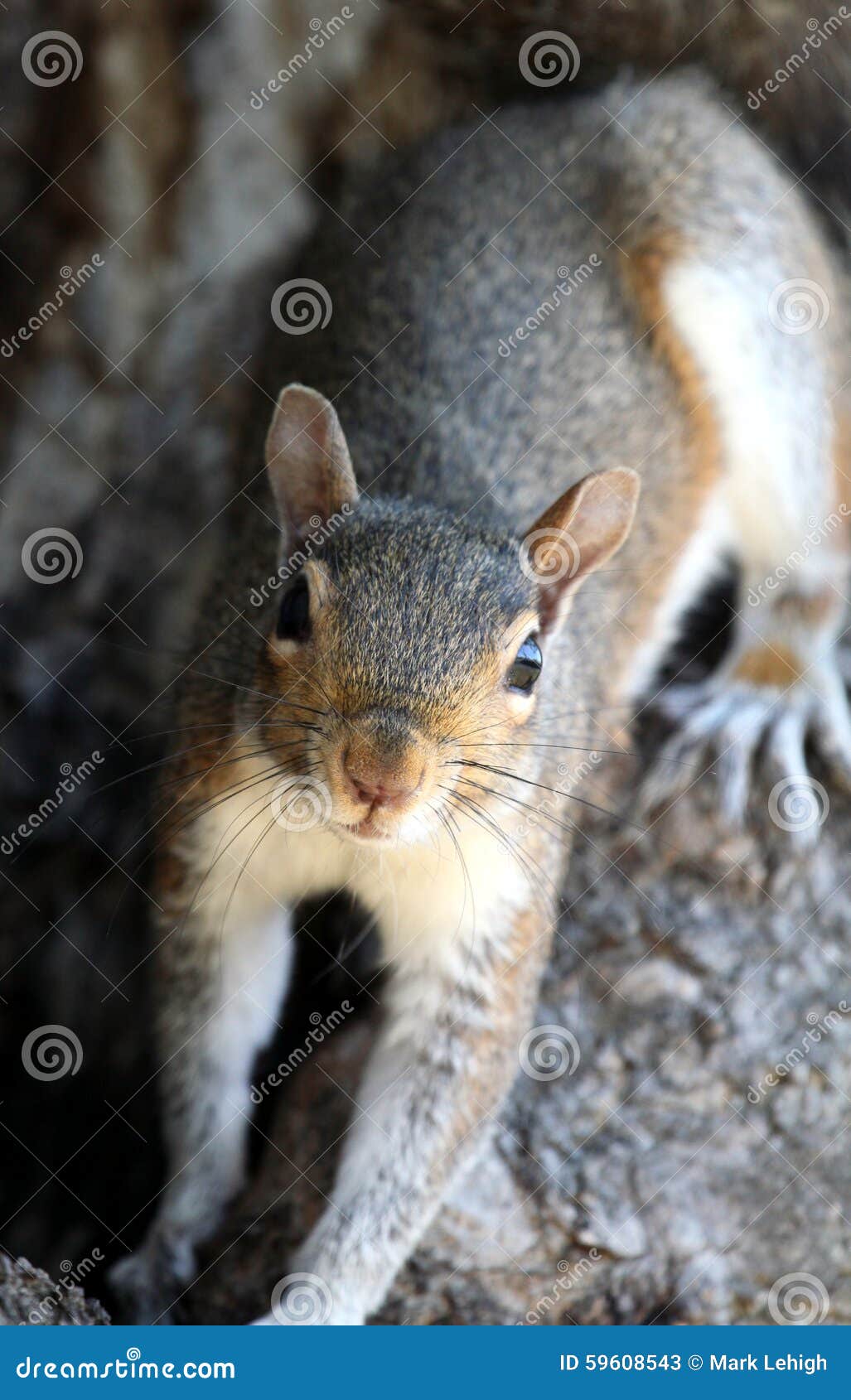 Squirrel portrait stock image. Image of carolinensis - 59608543