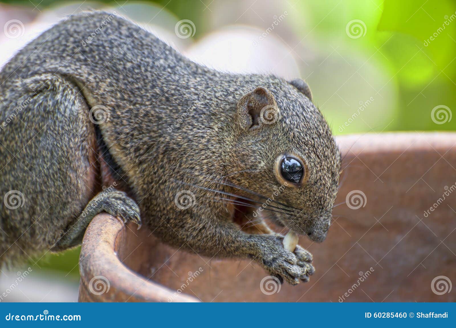 Squirrel Portrait In The Morning Sun Stock Photography | CartoonDealer ...