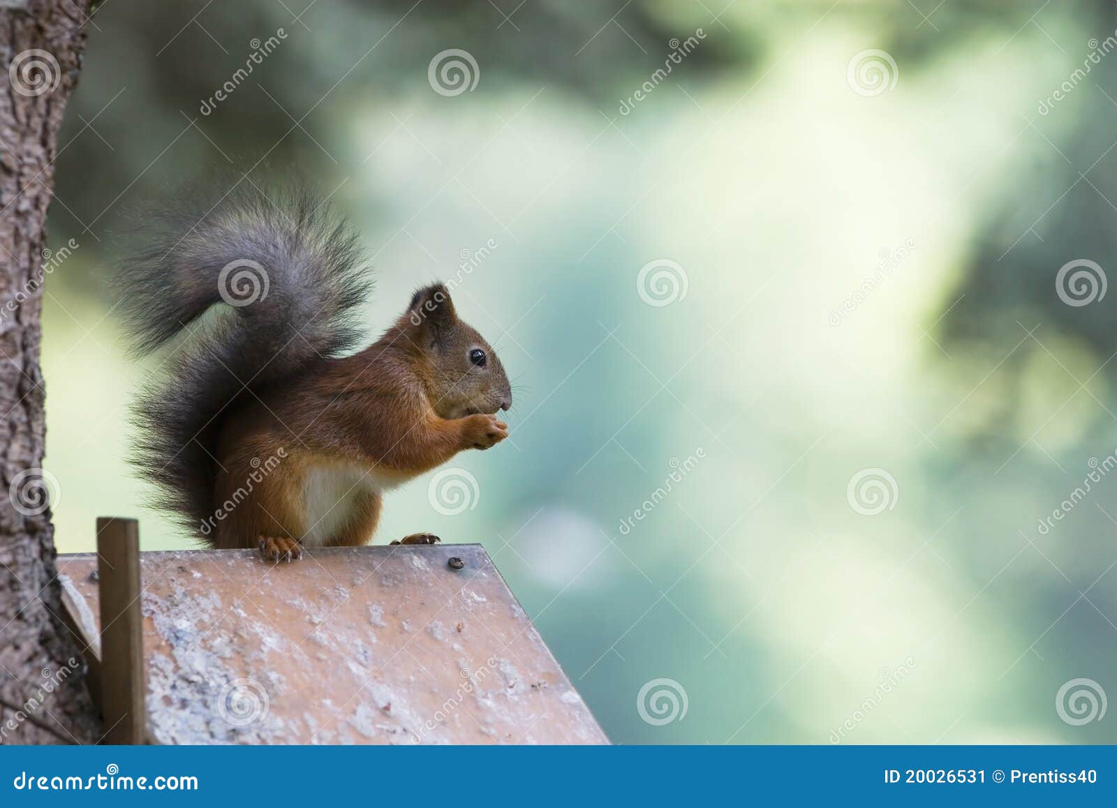 Squirrel Portrait in Profile Stock Image - Image of squirrel ...