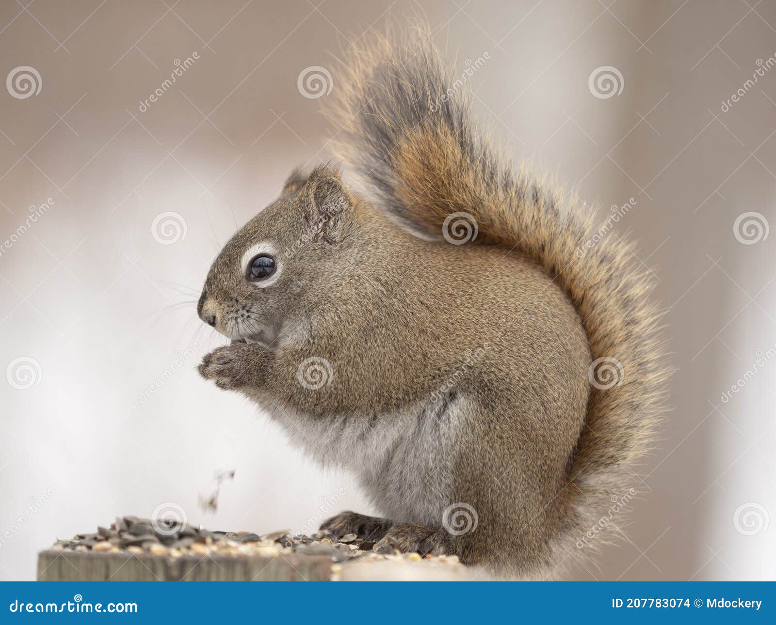 Squirrel Portrait from Side Stock Photo - Image of portrait, nature ...
