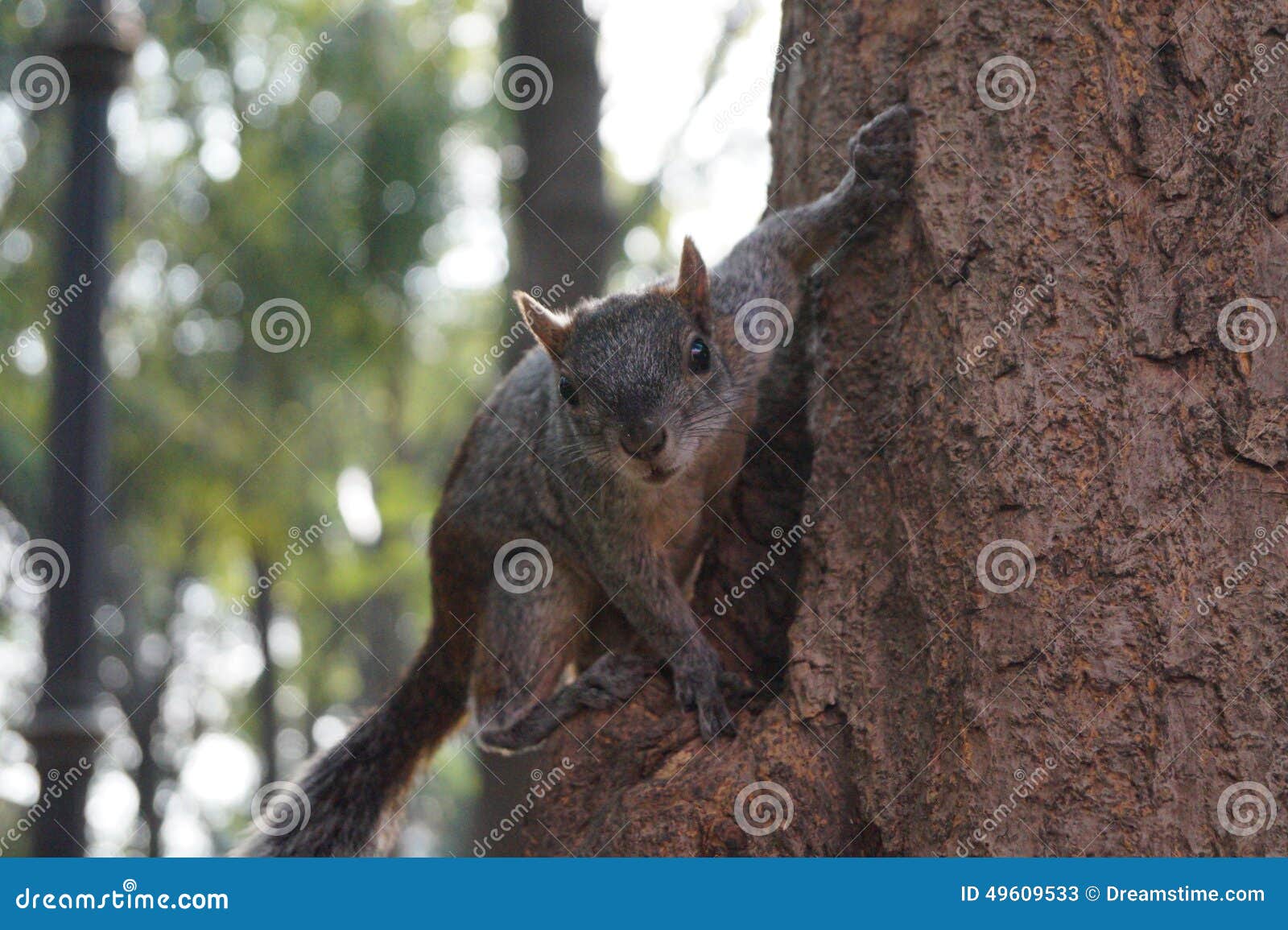 Squirrel stock image. Image of coyoaan, tree, animal - 49609533