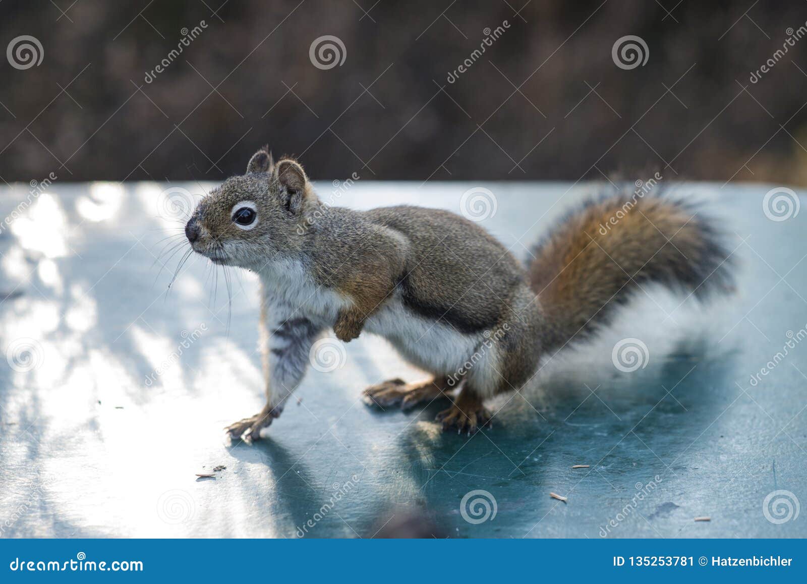 Squirrel Posing on Camping Table. Stock Image - Image of camping ...