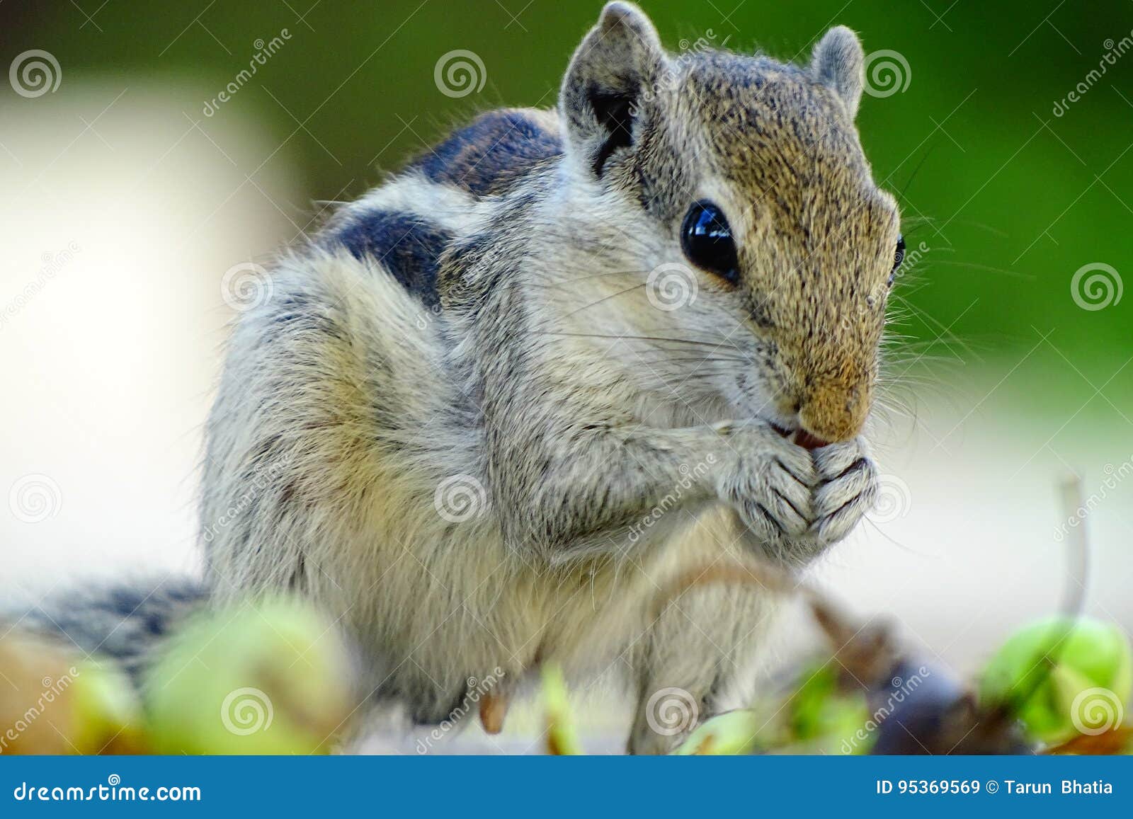 Squirrel Posing in `Namaste` Gesture. Stock Image - Image of beautiful ...