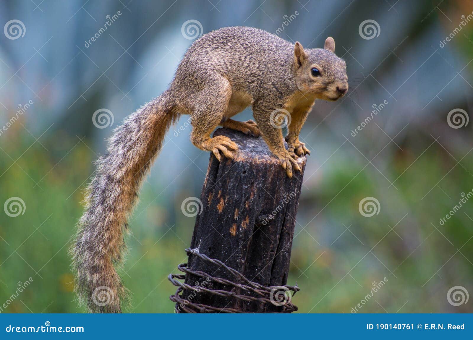 Squirrel on a post stock image. Image of gardens, rodent - 190140761