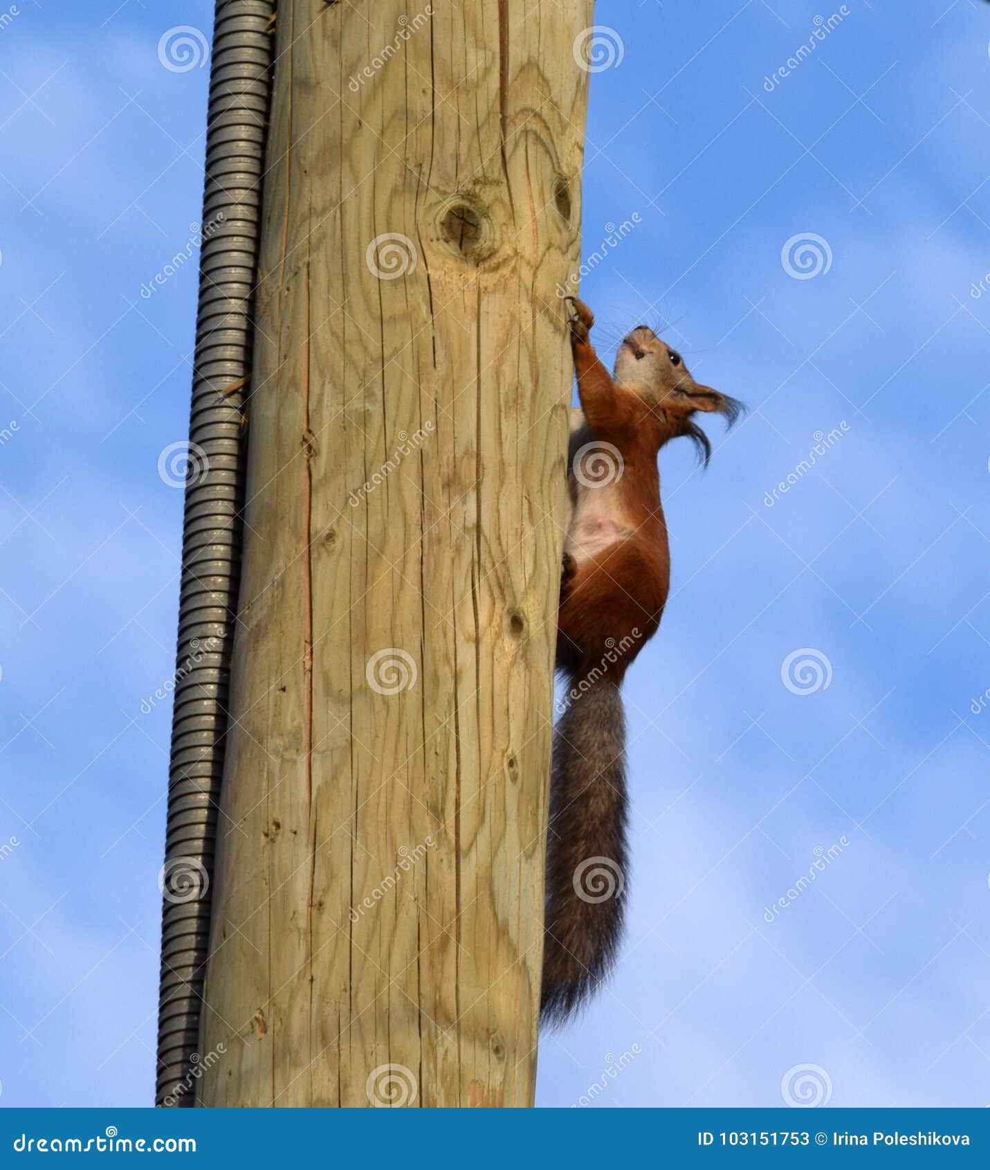 Squirrel on the post stock image. Image of wood, squirrel - 103151753