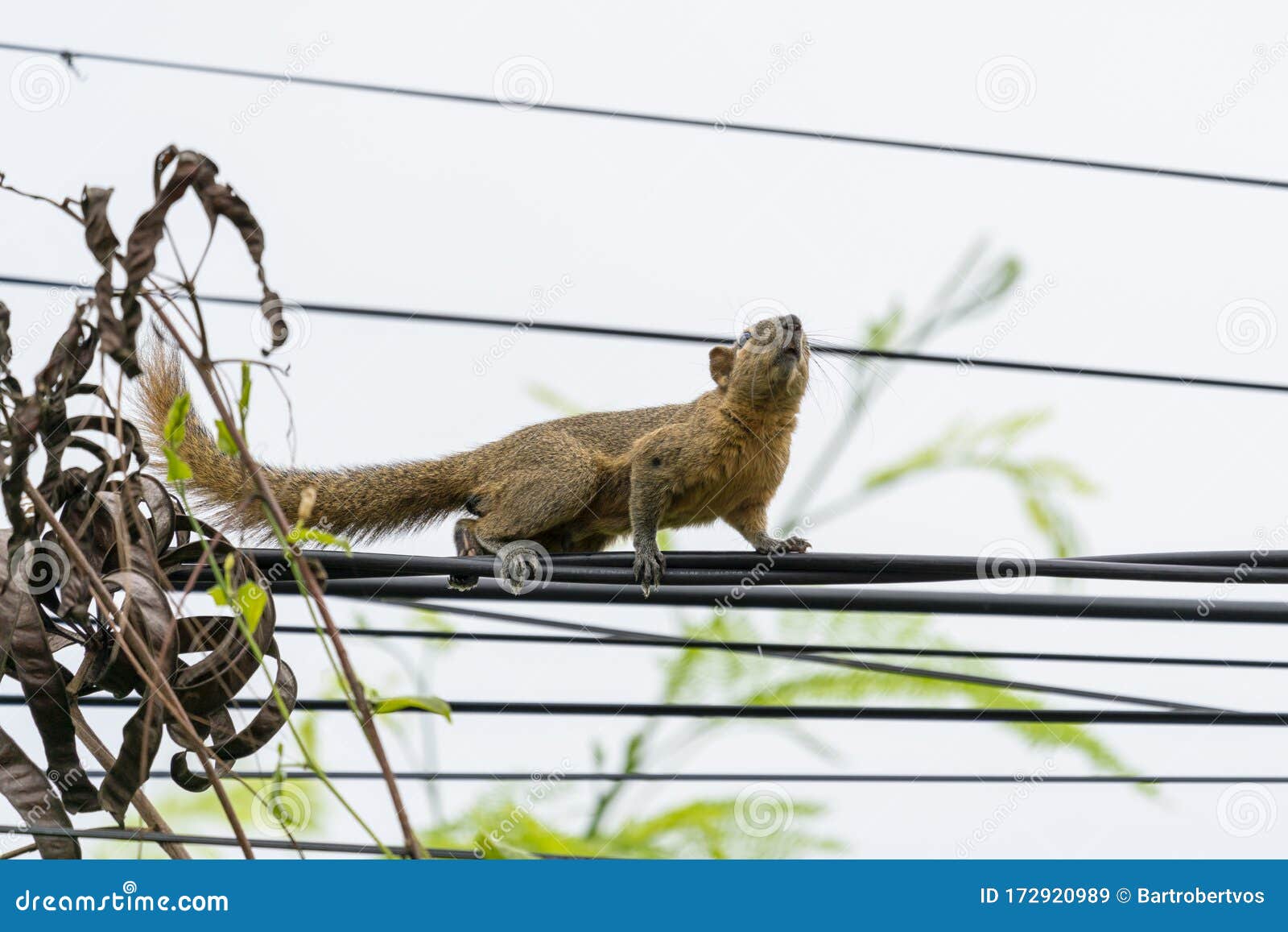 Squirrel on Power Line in Bali Stock Image - Image of indonesia, bulbul ...