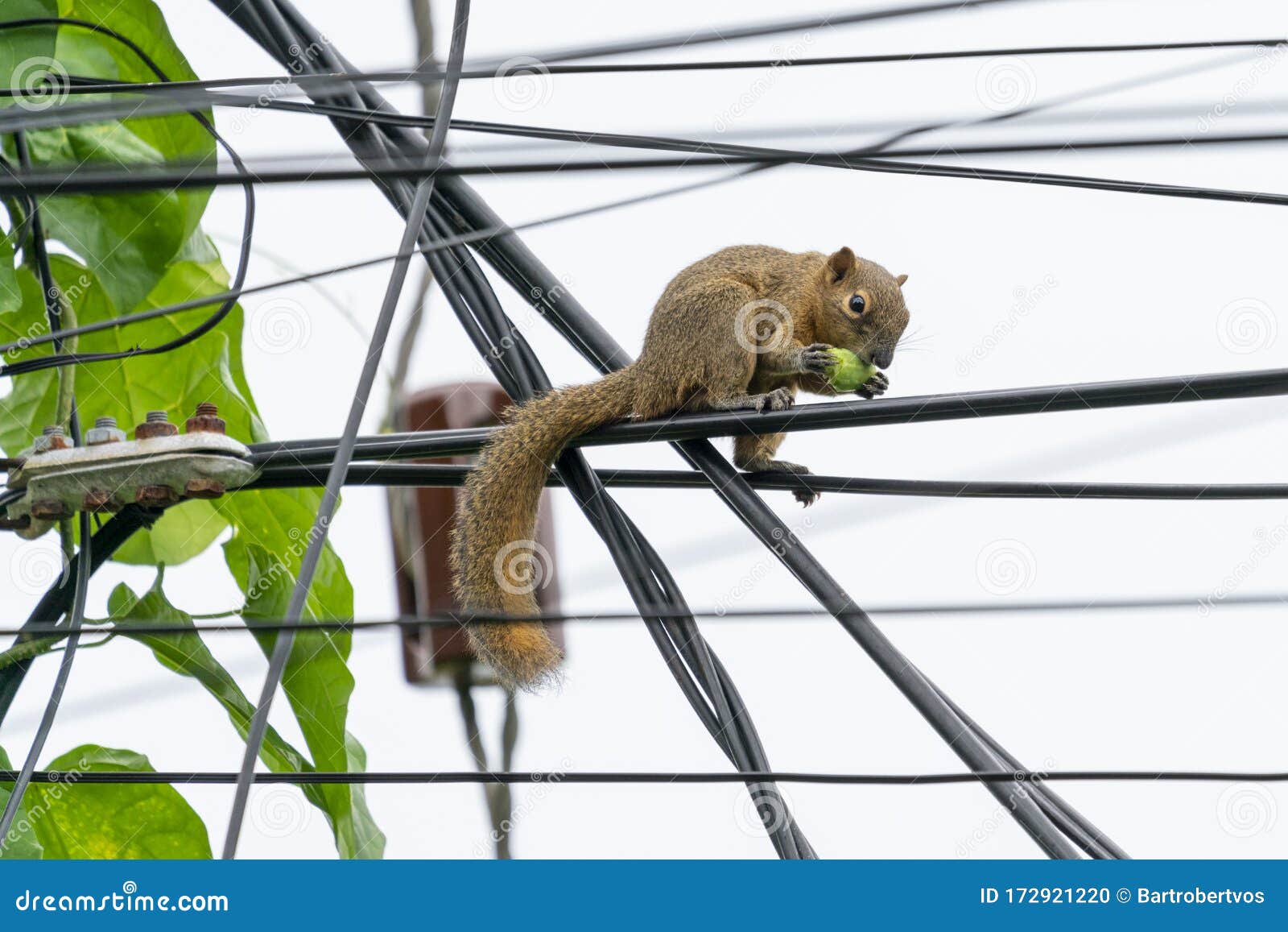 Squirrel on Power Line Eating Fruit Stock Photo - Image of bulbul ...