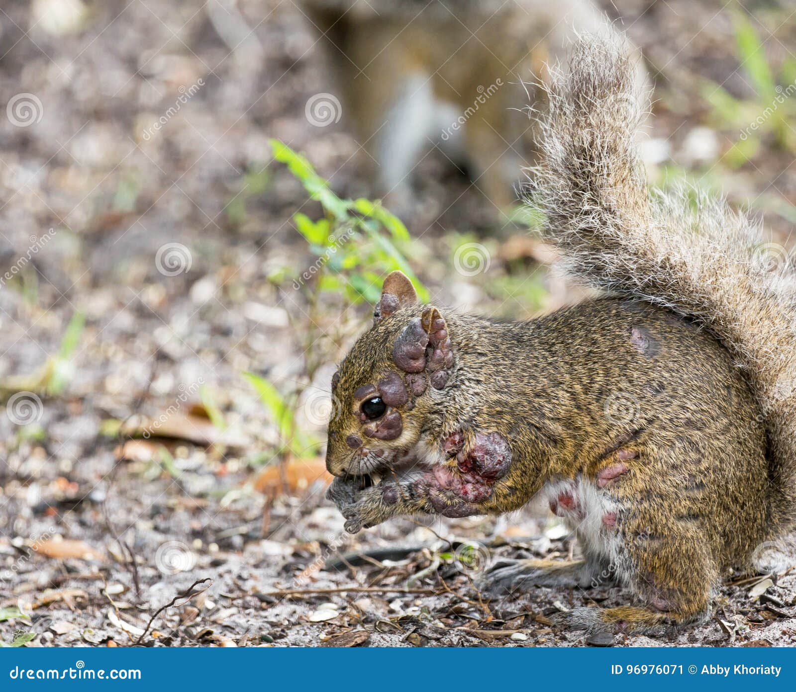 Squirrel Pox stock image. Image of squirrel, wounds, rodent - 96976071