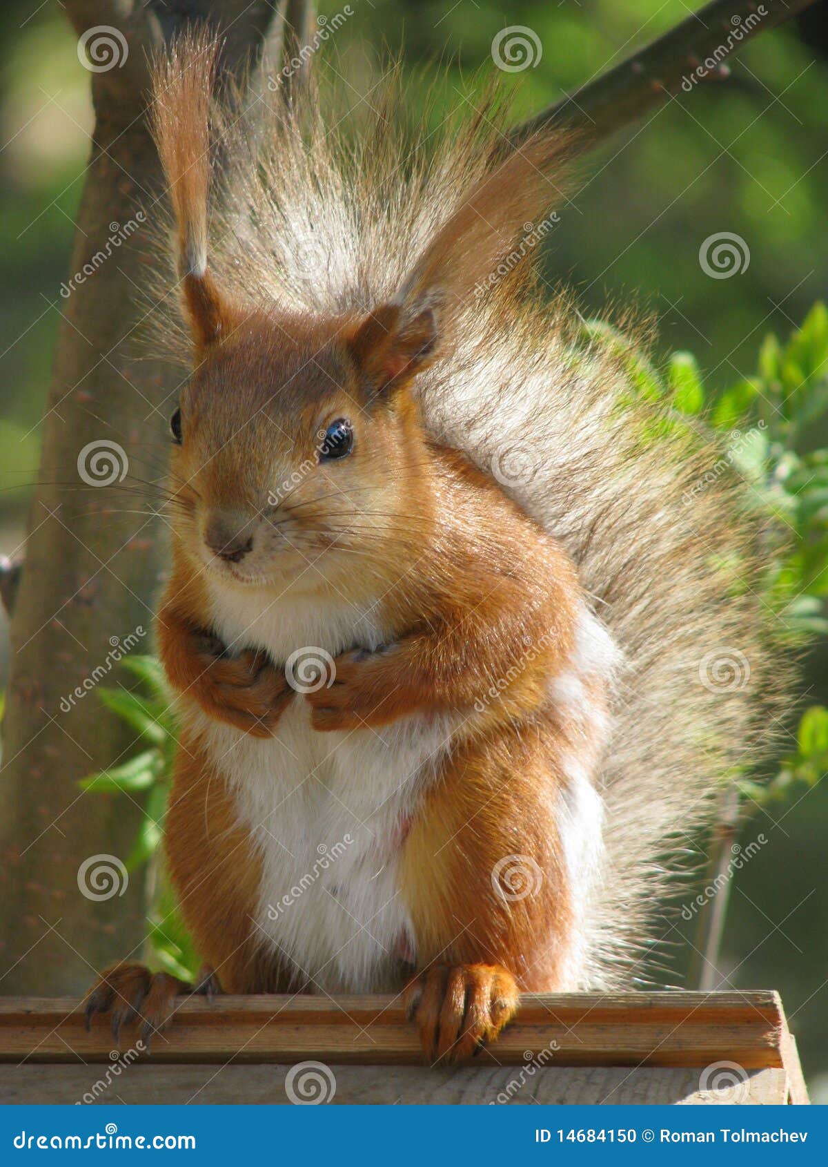 Squirrel with Pressed Paws 1 Stock Photo - Image of cheery, environment ...