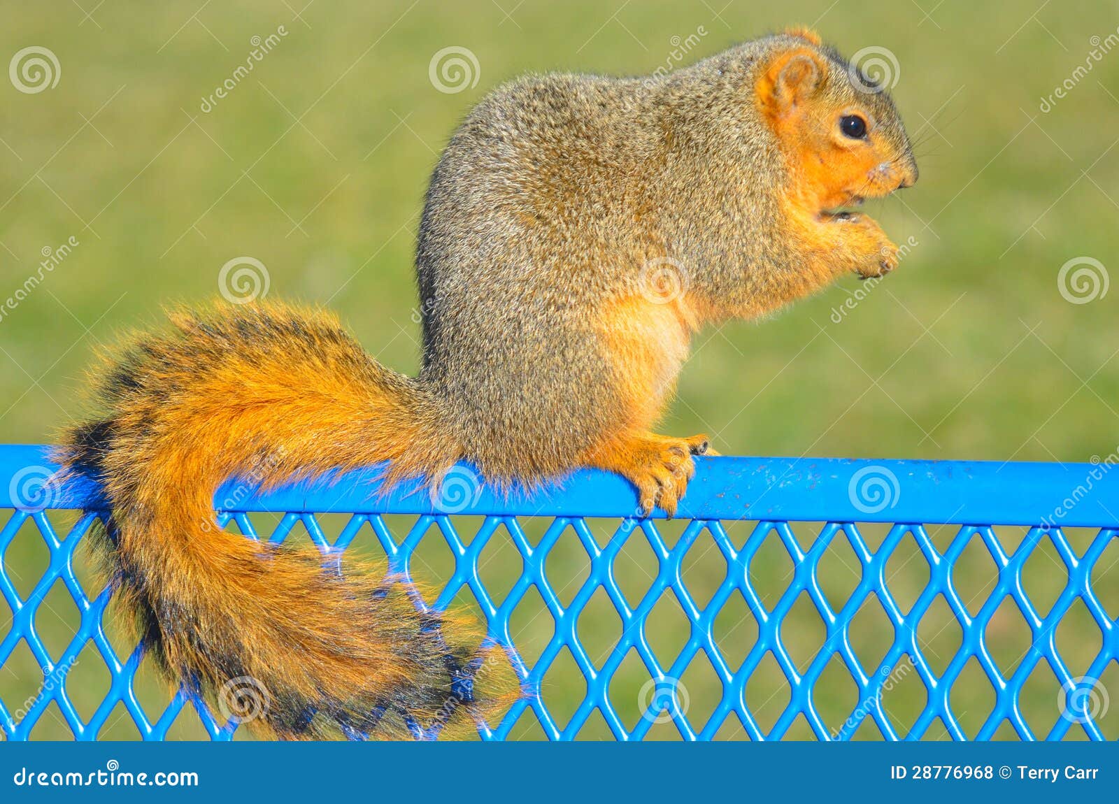 Squirrel profile stock photo. Image of hungry, outside - 28776968