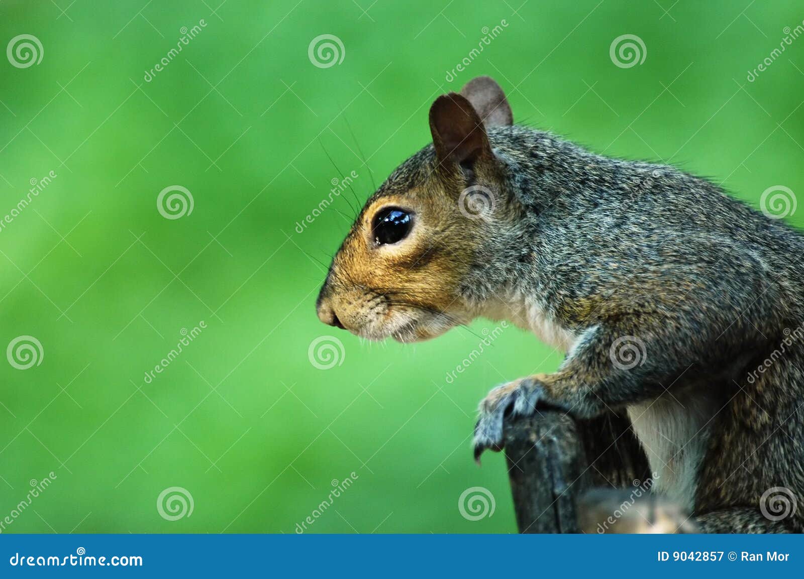 Squirrel Profile stock image. Image of summer, park, cute - 9042857
