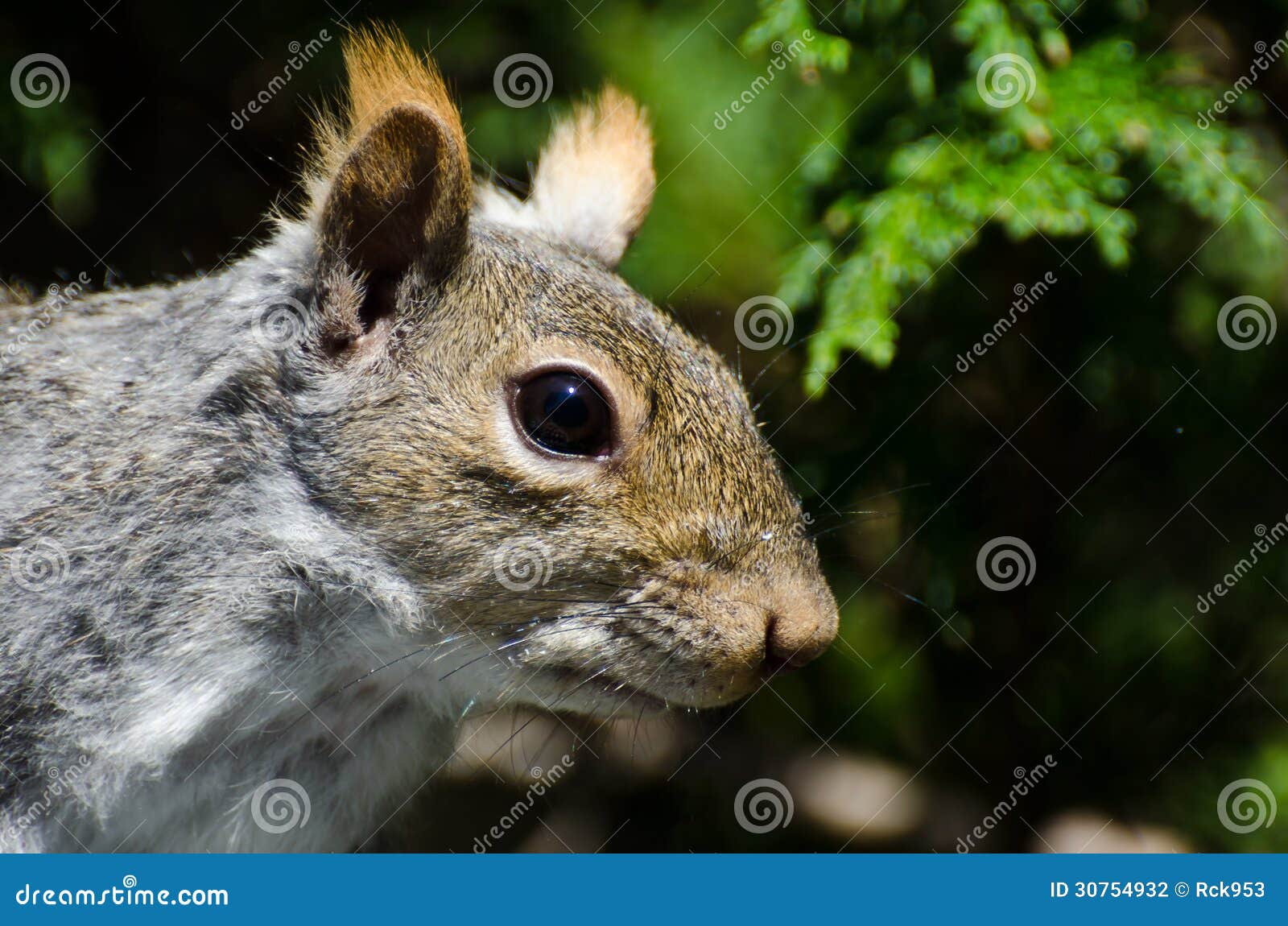 Squirrel Profile stock photo. Image of green, animal - 30754932