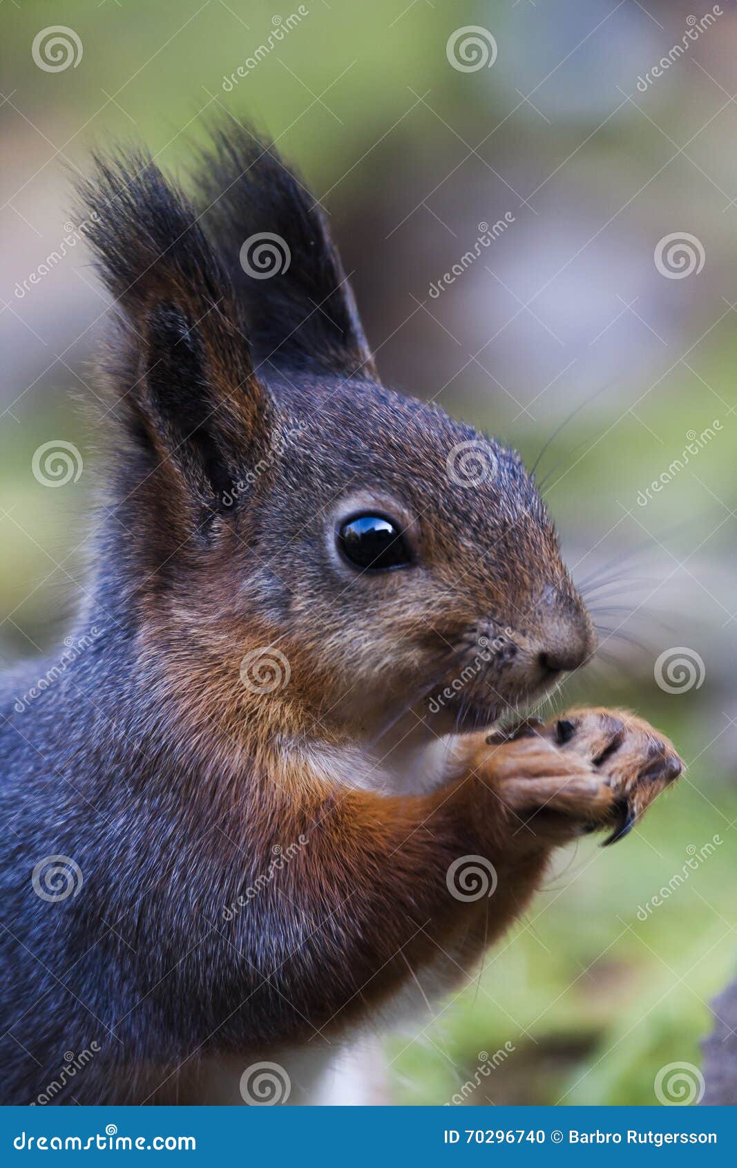 Squirrel profile stock photo. Image of rodent, european - 70296740