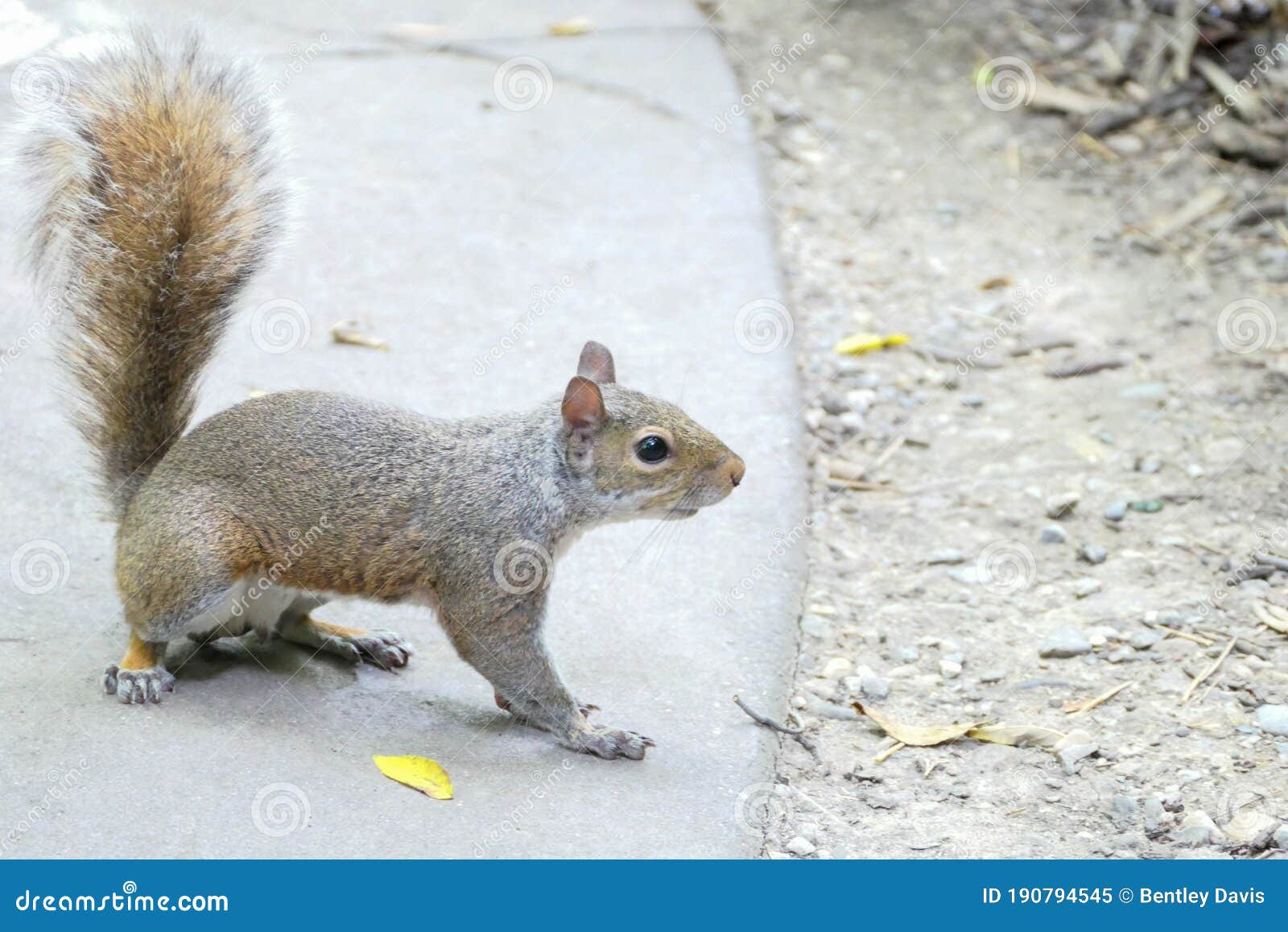 A Squirrel in Profile on the Sidewalk Edge Stock Image - Image of tail ...
