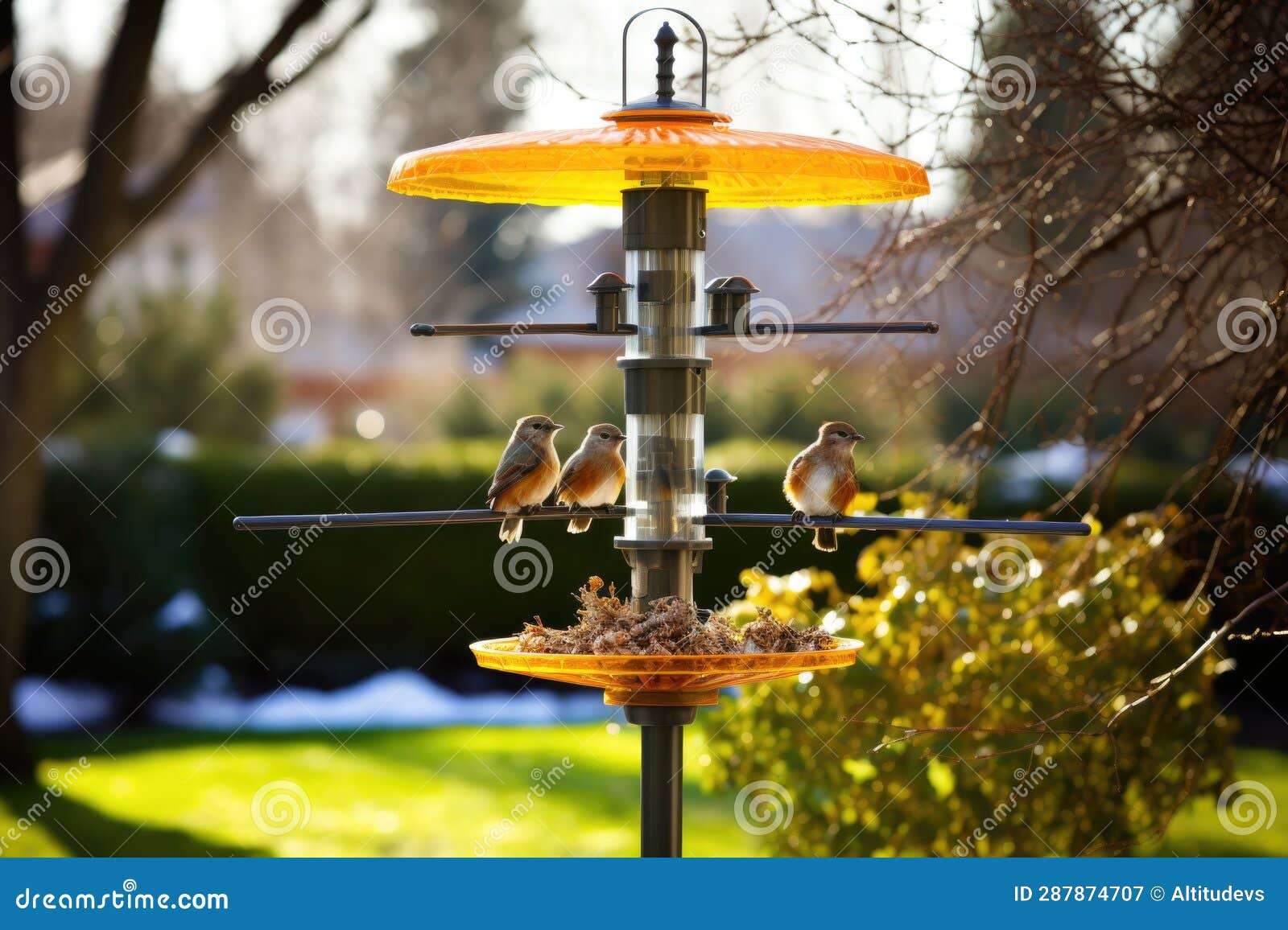 Squirrel Proof Feeder Surrounded By Towering Trees Stock Image ...