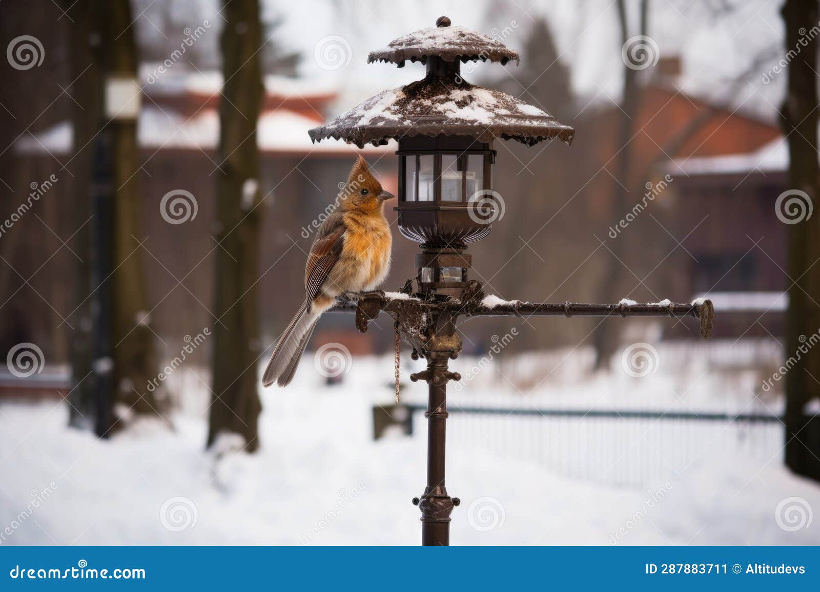 Squirrel Proof Feeder Surrounded By Towering Trees Stock Image ...
