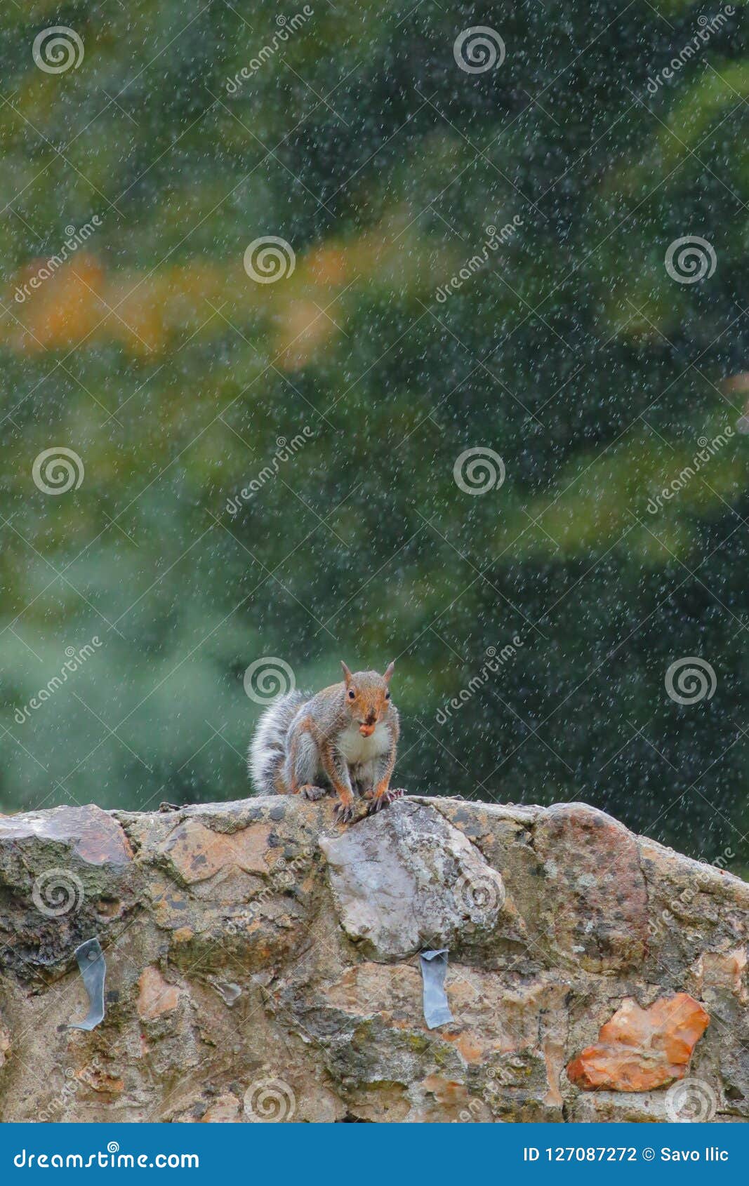 Squirrel in the rain stock photo. Image of rodent, weather - 127087272